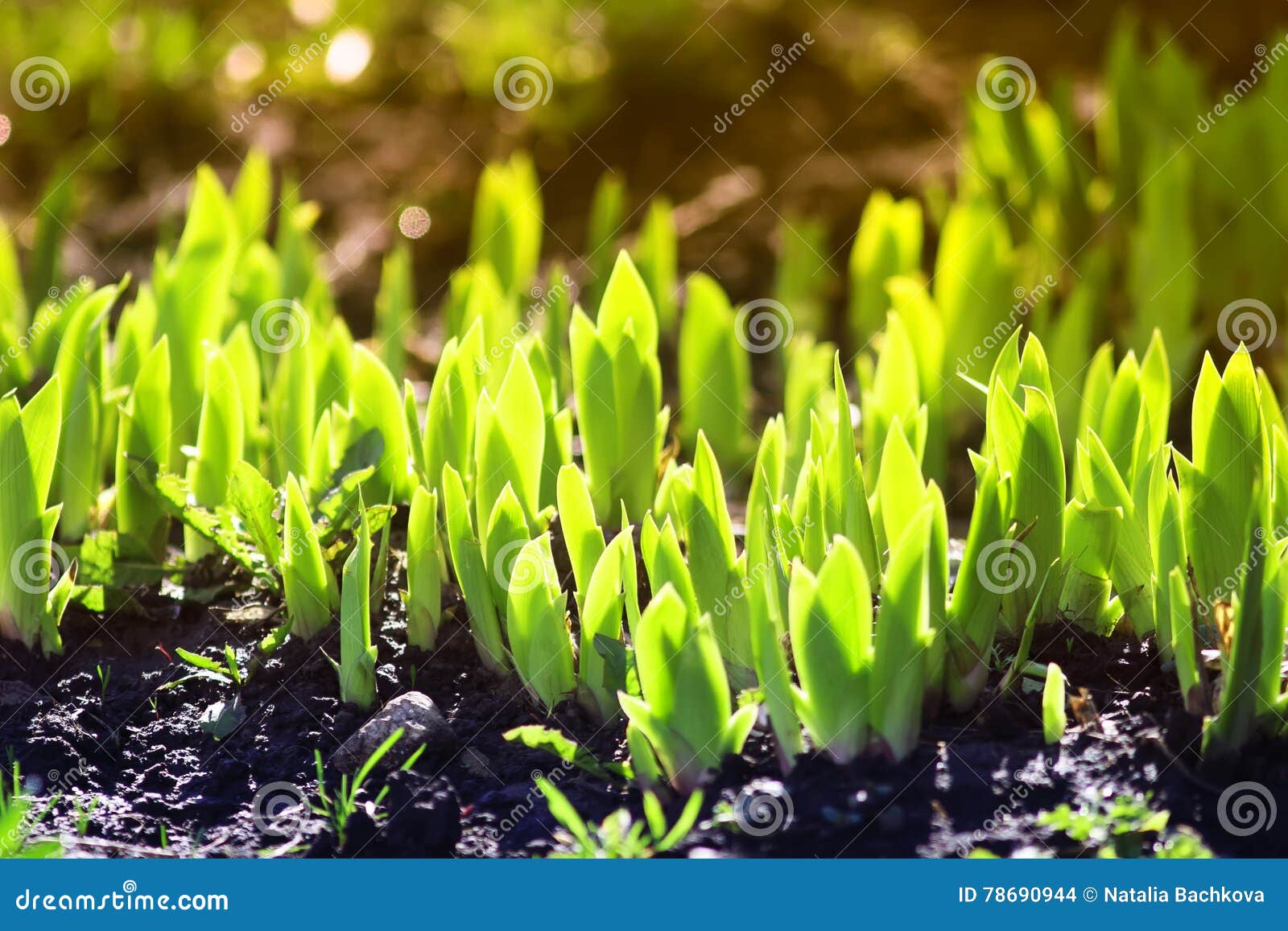 Young Green Shoots in the Spring Make Their Way from the Ground Stock ...