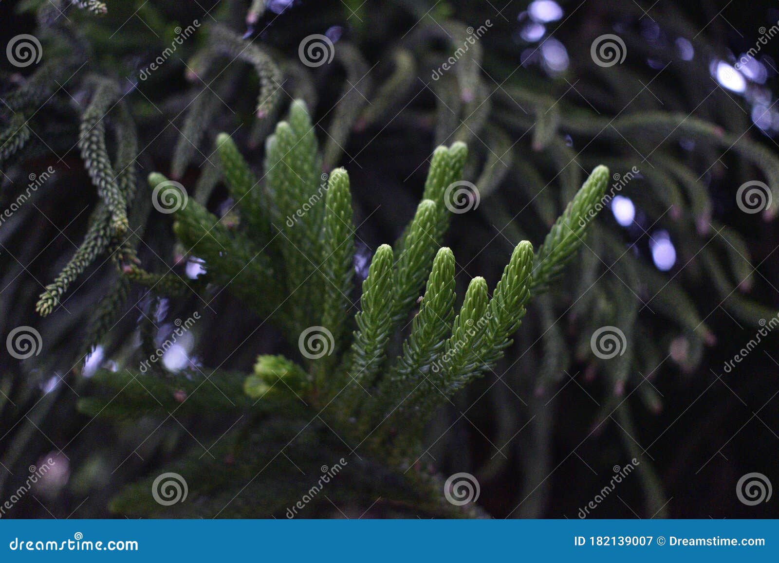 Young Green Shoots on a Tree Closeup Stock Image - Image of garden ...