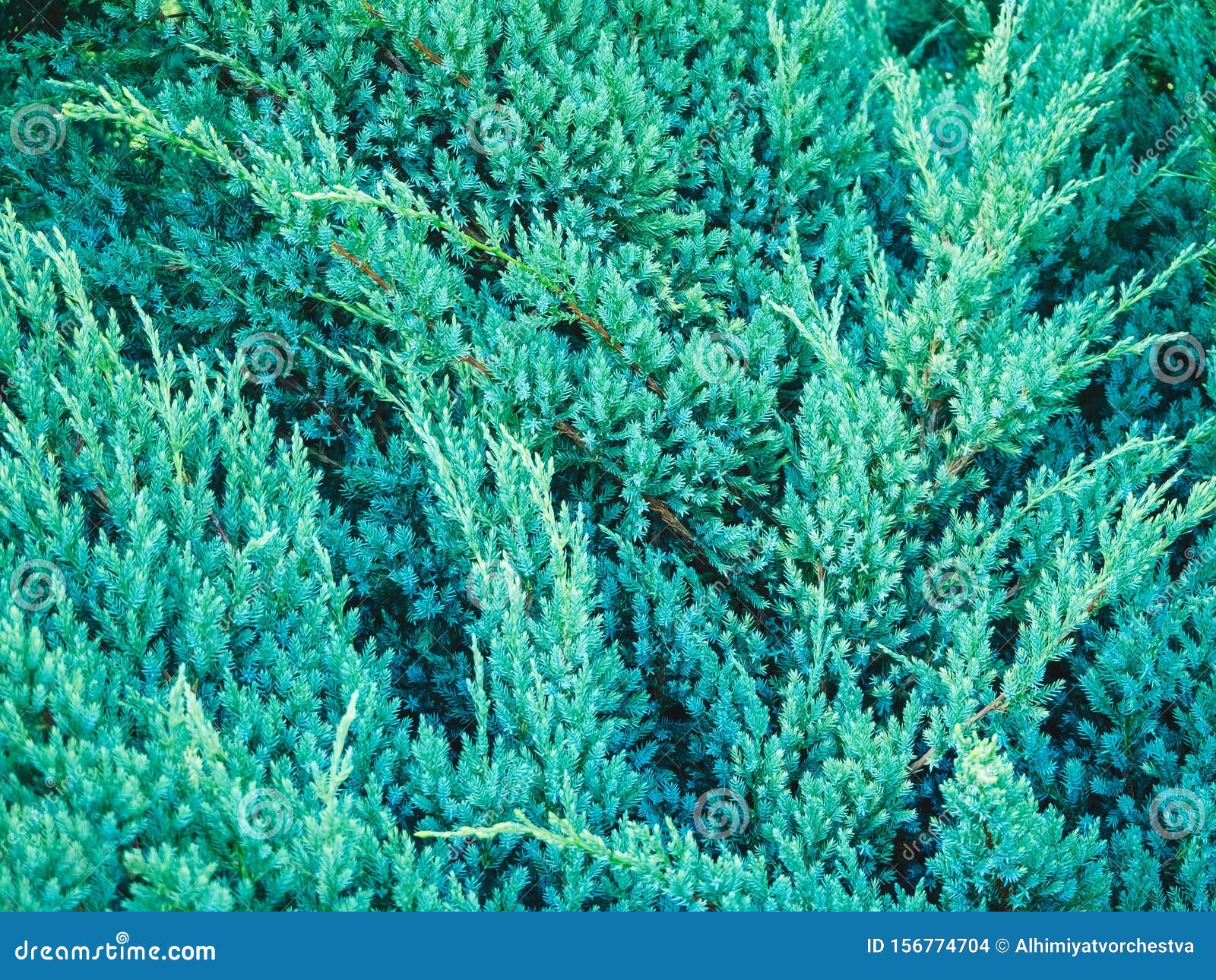 Young Green Shrub - Juniper Closeup - Background Stock Photo - Image of ...