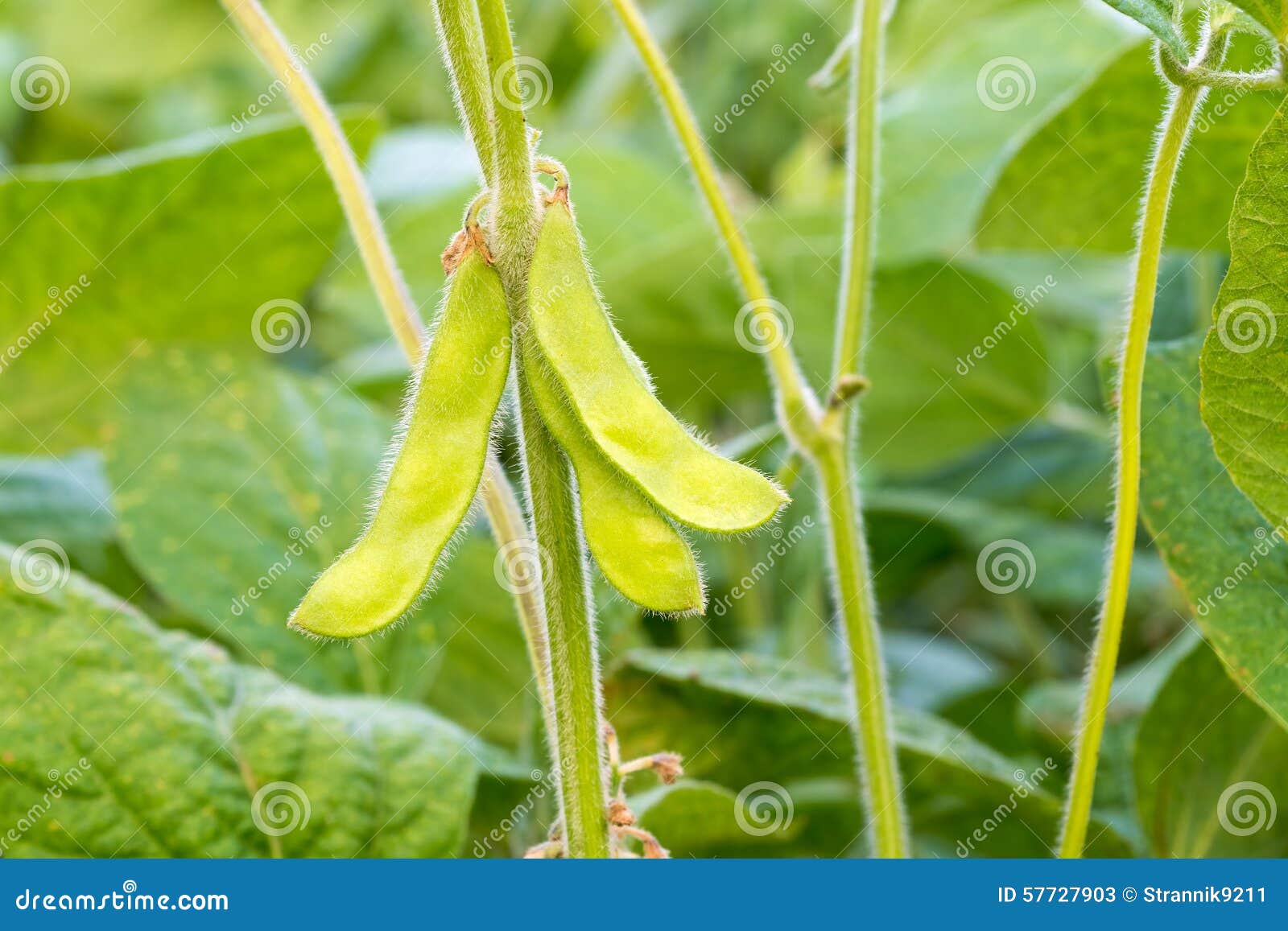 Young green soya bean. stock image. Image of food, green - 57727903