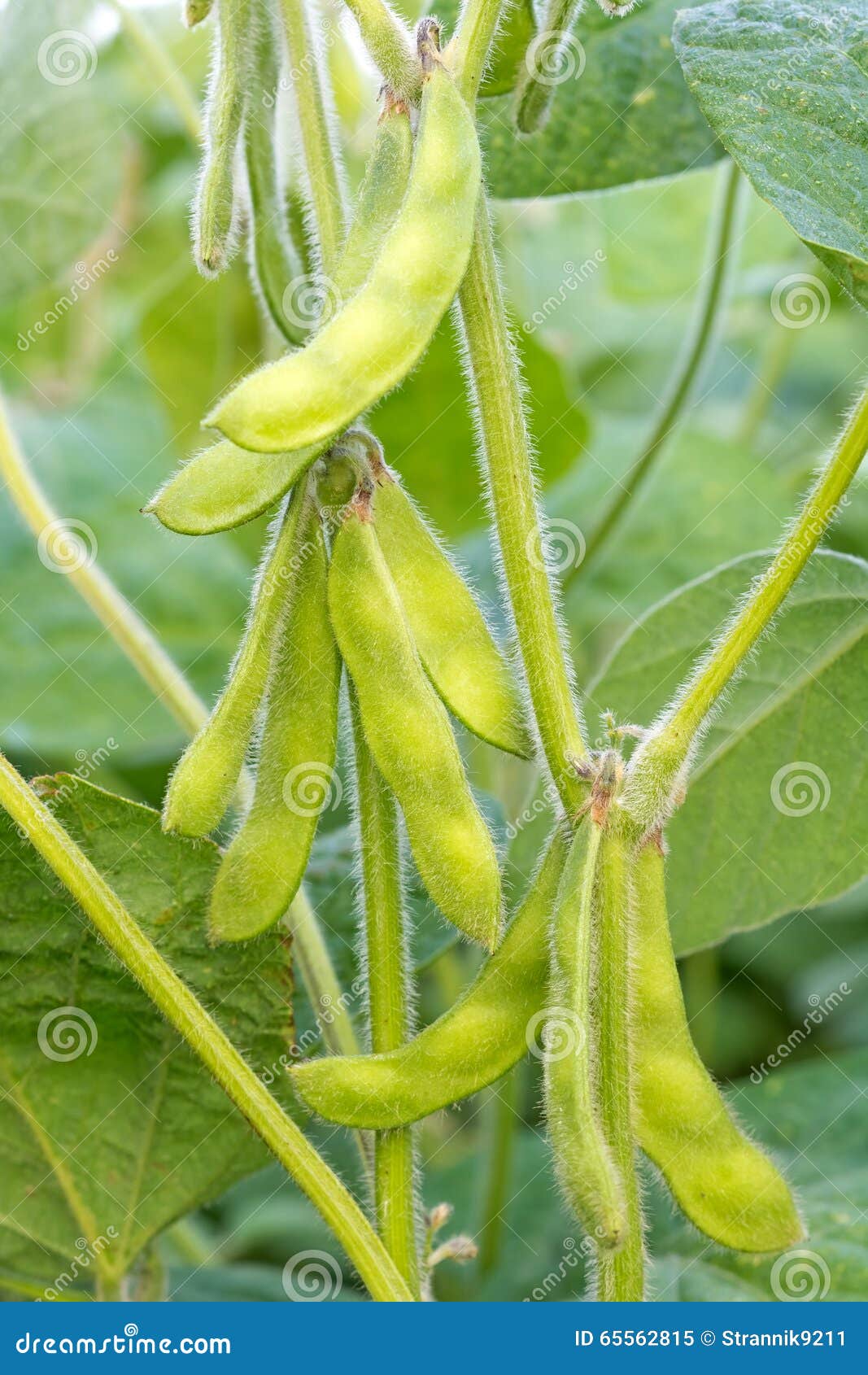 Young green soya bean. stock image. Image of field, closeup - 65562815