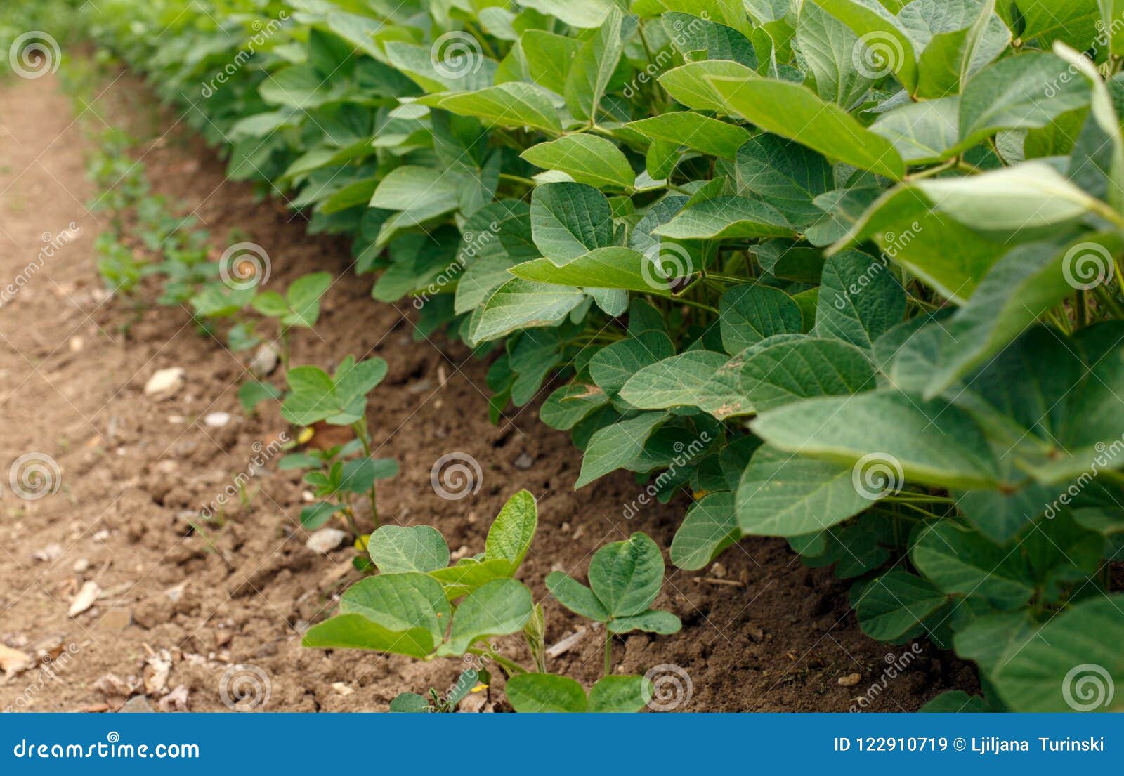 Young Soybean Field Rows in Summer Stock Image - Image of drink, leaf ...