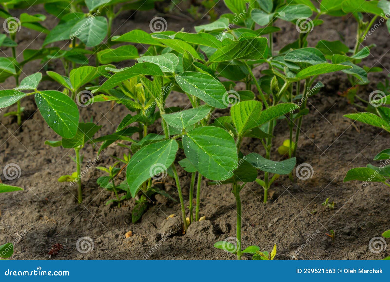 Young Green Soybean Leaves in the Field Stock Image - Image of spring ...