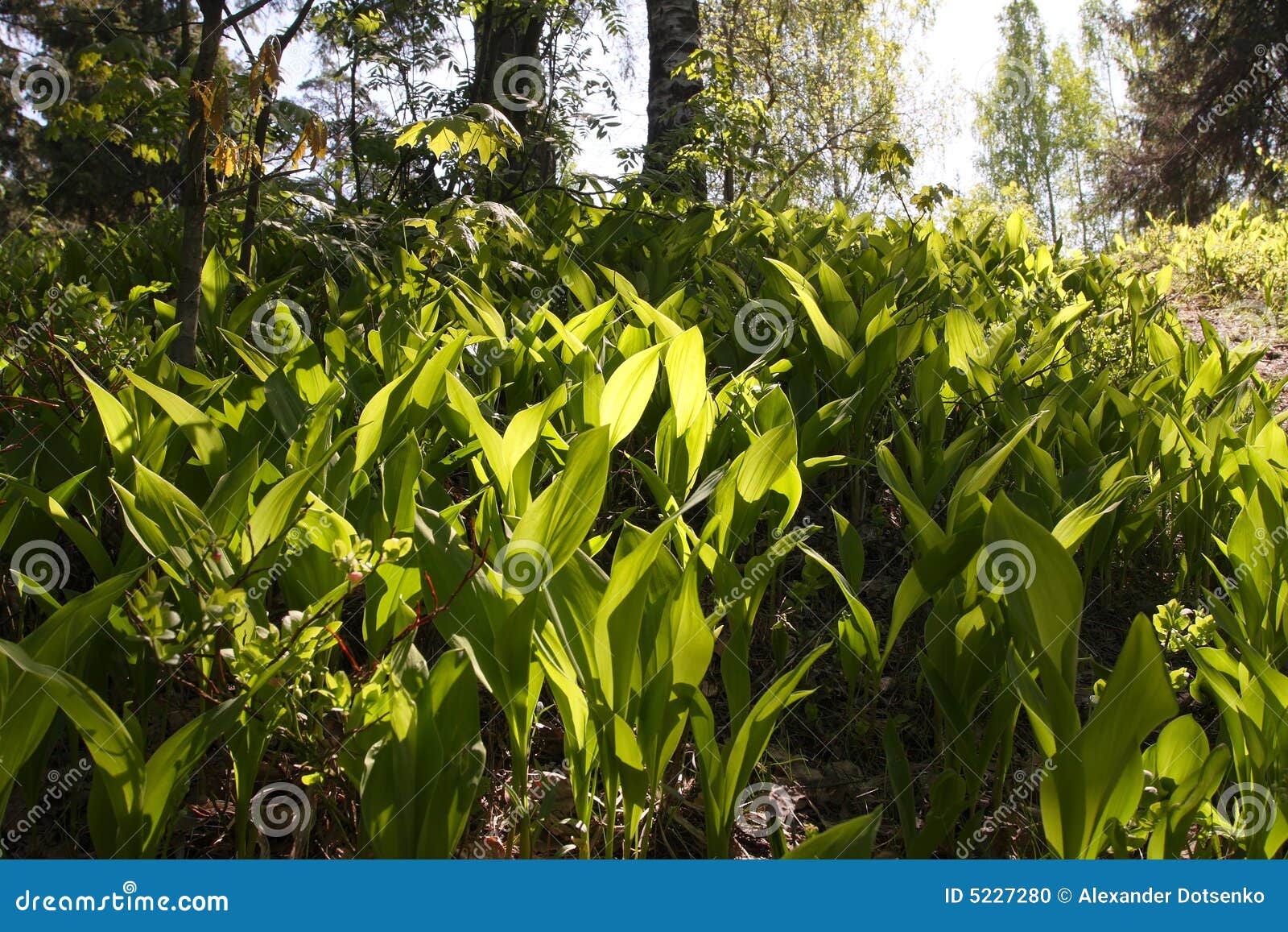 Young Green spring grass stock photo. Image of tree, agriculture - 5227280
