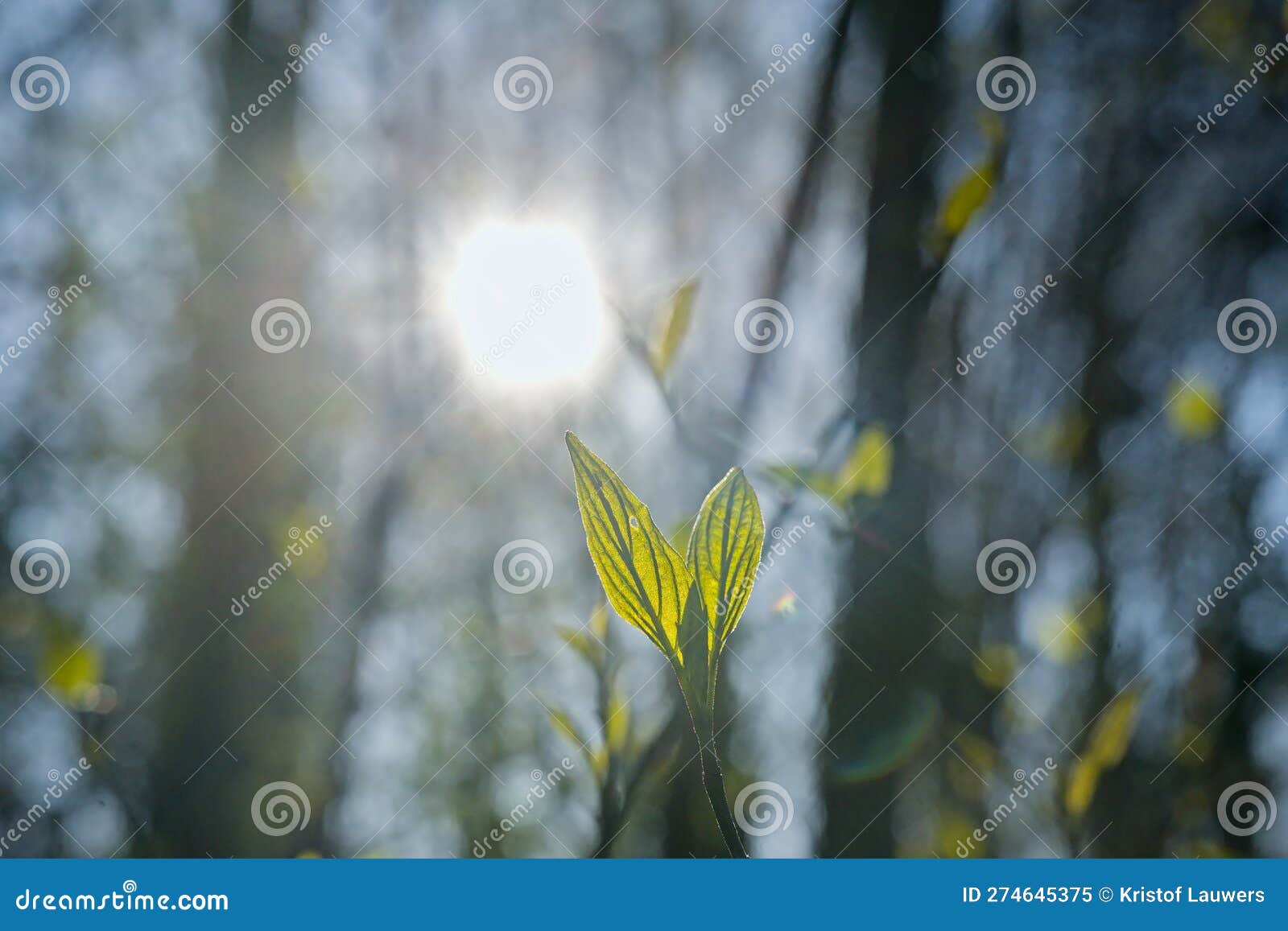 Young Green Spring Leaves of a Cornus Plant, in the Forest Backlit by ...