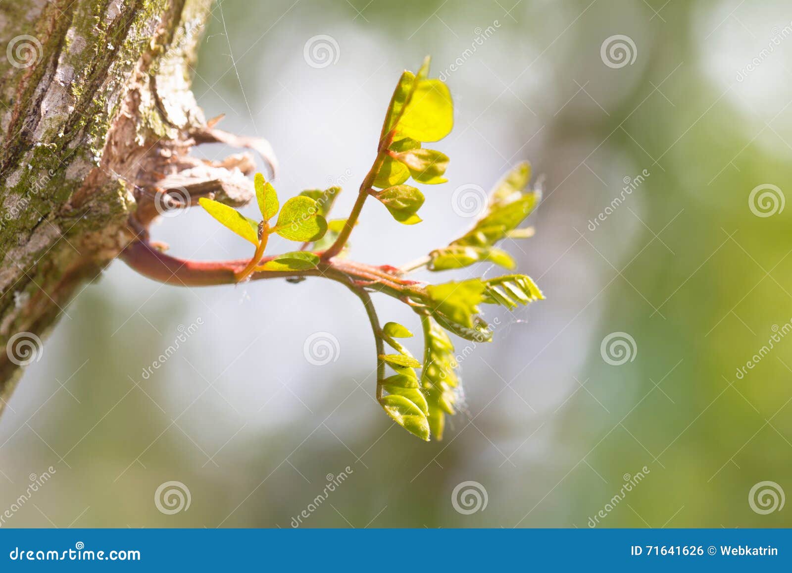 Young Green Sprout of an Acacia on a Tree Trunk Stock Photo - Image of ...