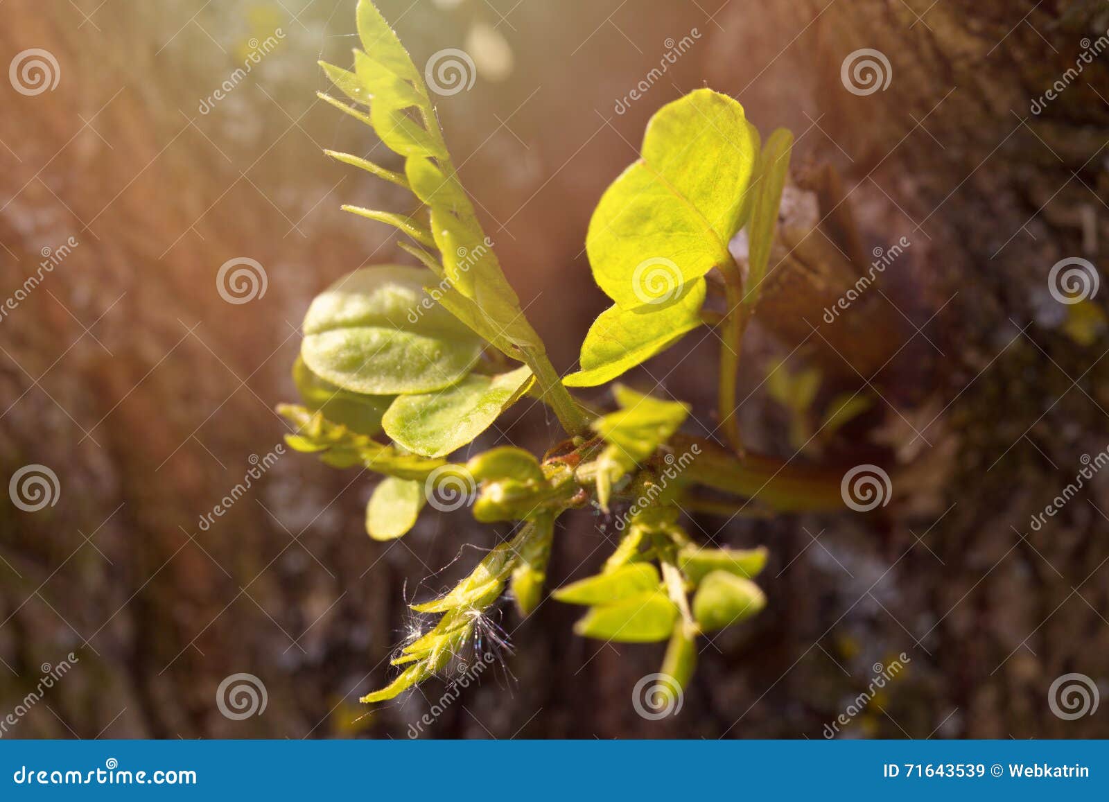 Young Green Sprout of an Acacia on a Tree Trunk Stock Image - Image of ...