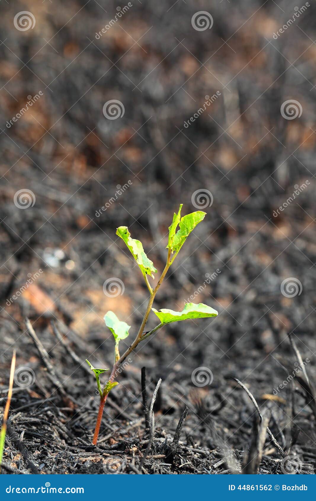 Young Green Sprout after Fire. Stock Photo - Image of background, grass ...