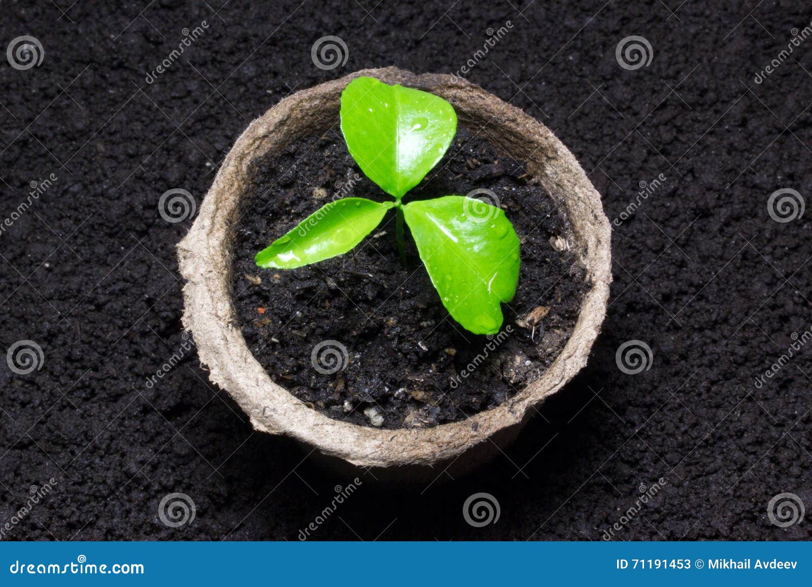 Young Green Sprout in the Pot Stock Image - Image of healthy, natural ...