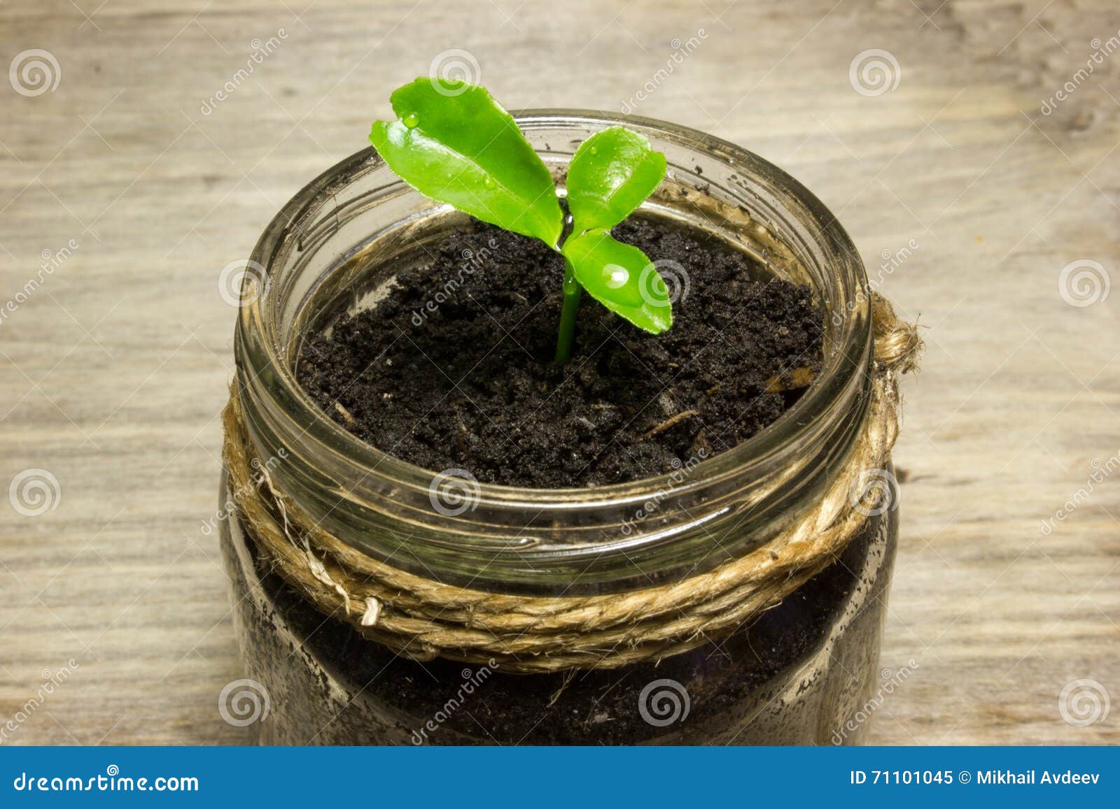 Young Green Sprout in the Pot Stock Image - Image of cultivated ...