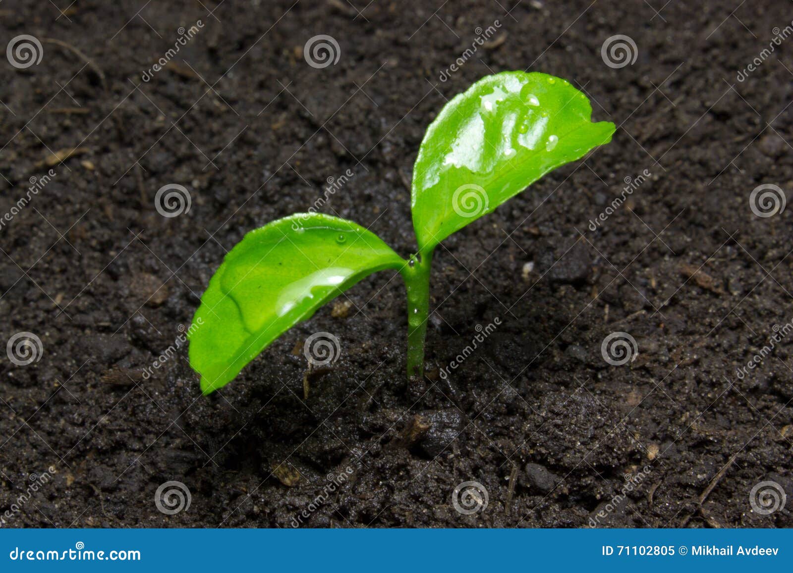 Young green sprout stock image. Image of sprouting, growing - 71102805