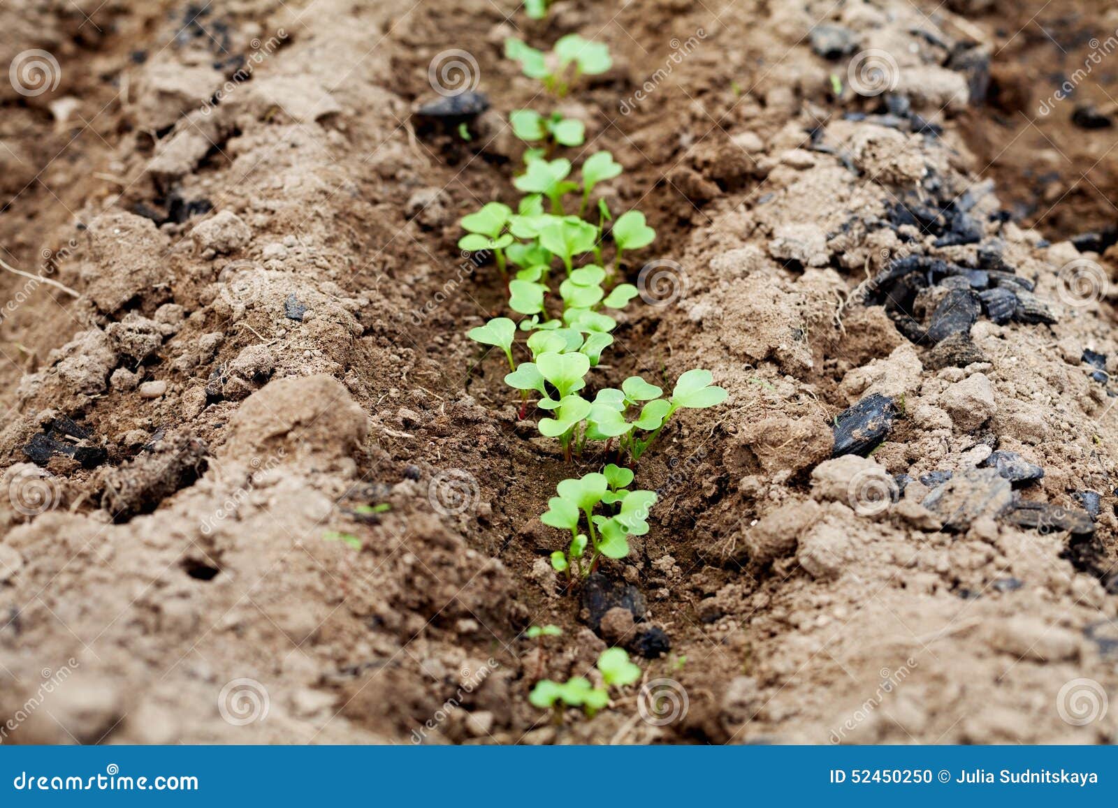 Young Green Sprout in the Soil or Ground, Spring Bed of New Crops Stock ...
