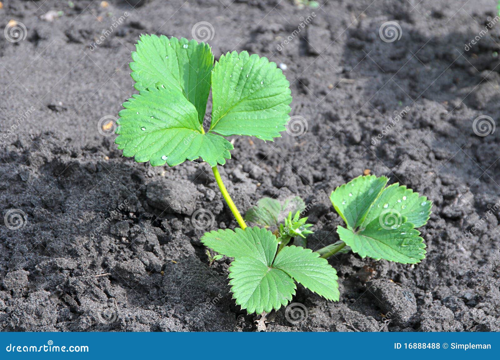 Young Green Sprout of Strawberry Stock Photo - Image of sprout ...