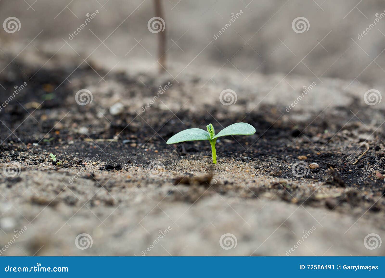 Young Green Sprout in Summer Garden. Stock Image - Image of plant, farm ...
