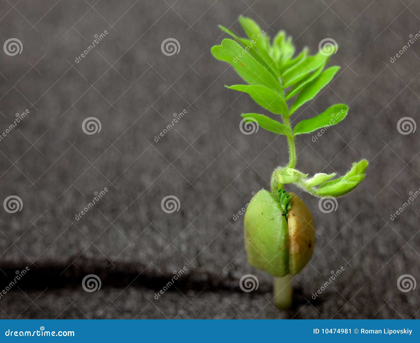 Young Green Sprout of Tamarind Tree Close Up Stock Image - Image of ...