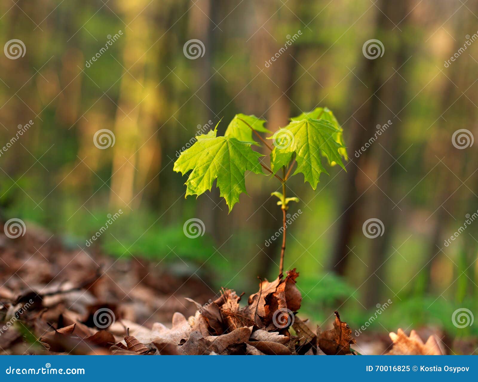 Young Green Sprout of a Tree Growing on Forest Background Stock Image ...
