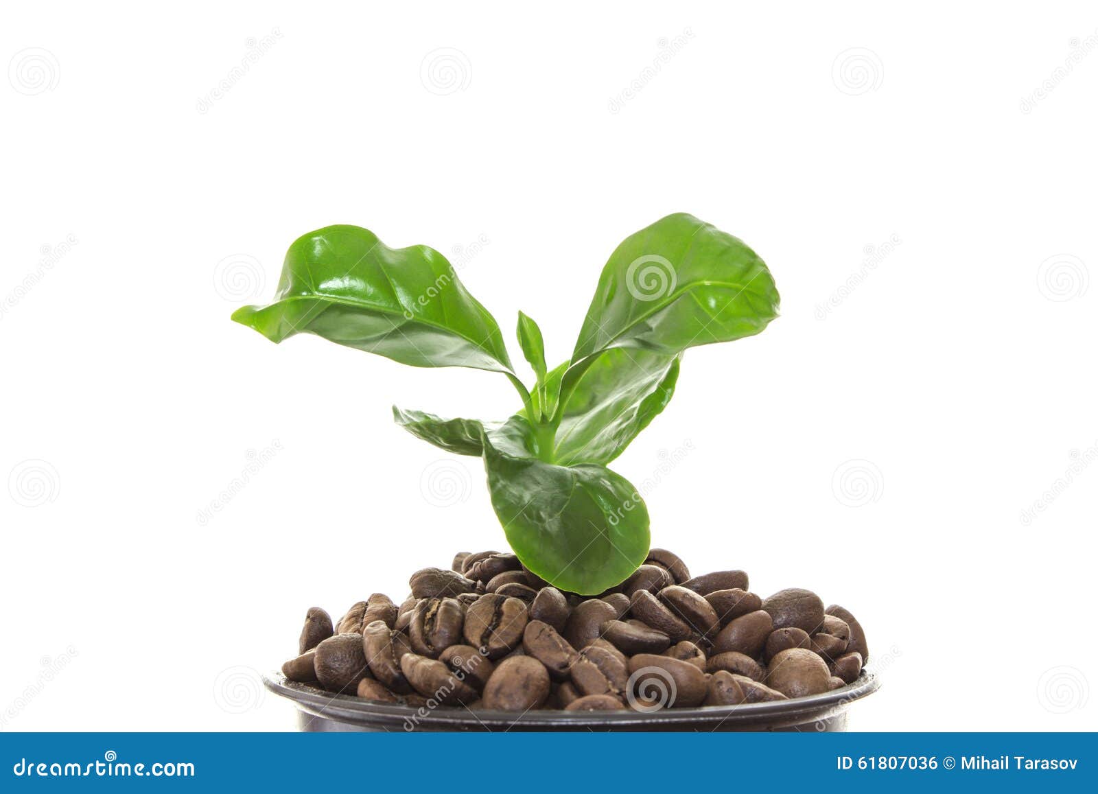 Young Green Sprout of a Tree Growing Out of the Coffee Beans Stock ...