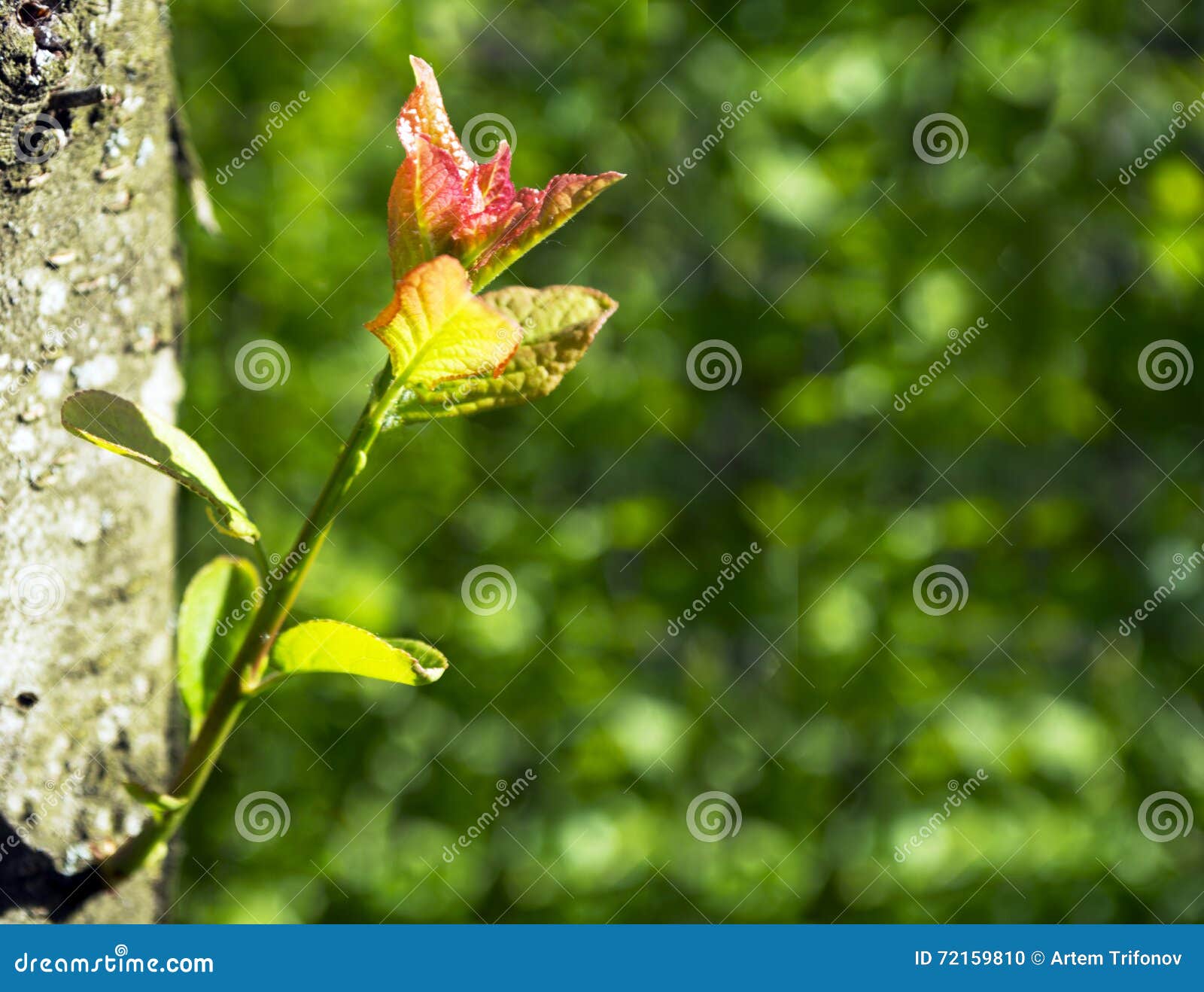 Young Green Sprout of a Tree from a Tree Trunk in a Forest Stock Photo ...