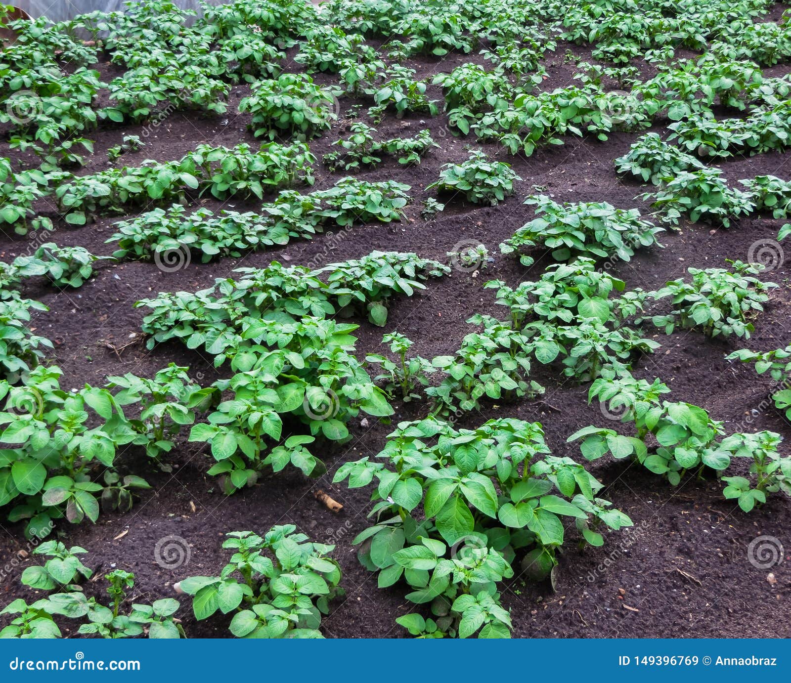 Young Green Sprouted Potato Shoots in the Garden Stock Image - Image of ...