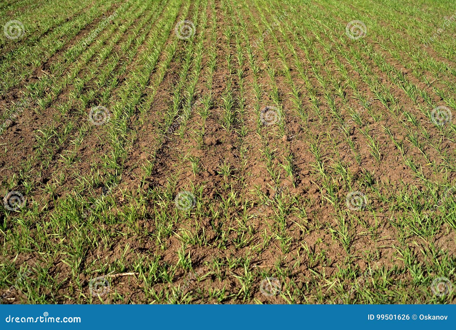 Young Green Sprouts Grow in Field Stock Photo - Image of land, growth ...
