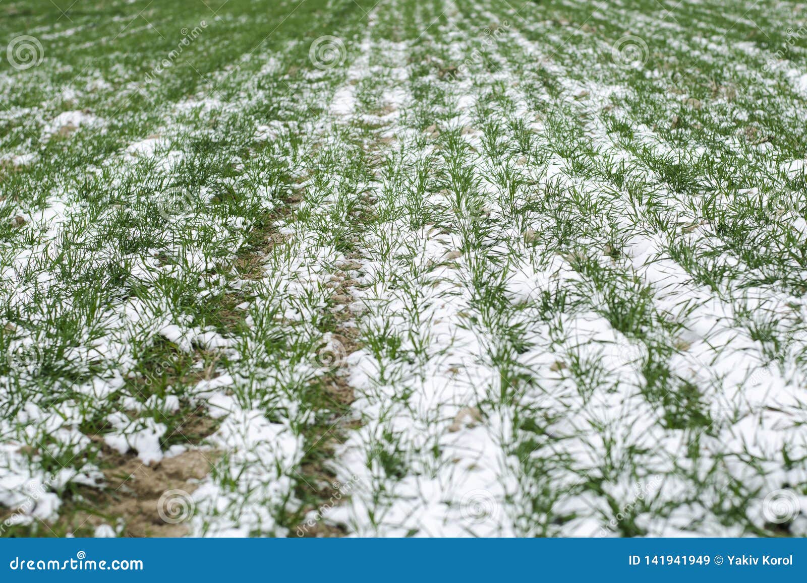Young Green Sprouts in the Winter Stock Image - Image of farm, crop ...