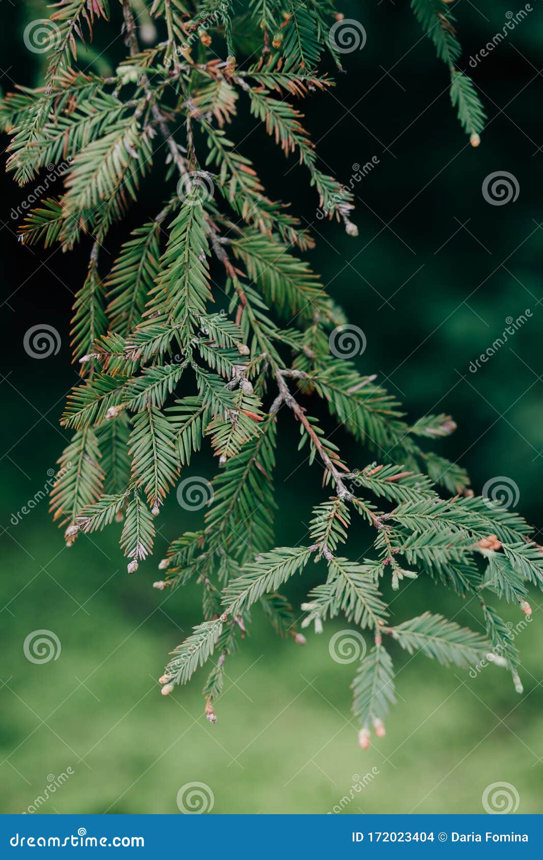 Young Green Spruce Branches with Small Cones, Natural Background Stock ...