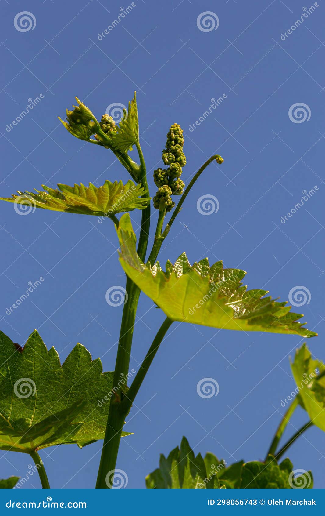 Young Green Tender Leaves of Grapes on a Background of Blue Sky in ...