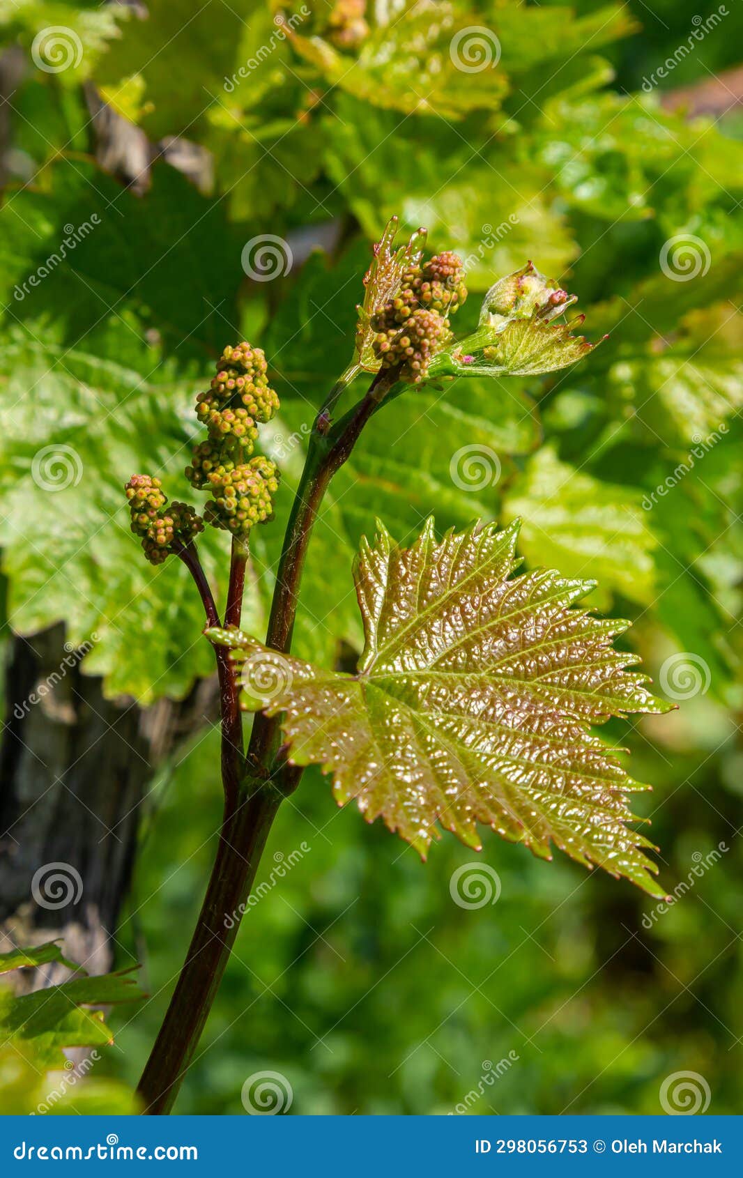 Young Green Tender Leaves of Grapes on a Background of Blue Sky in ...