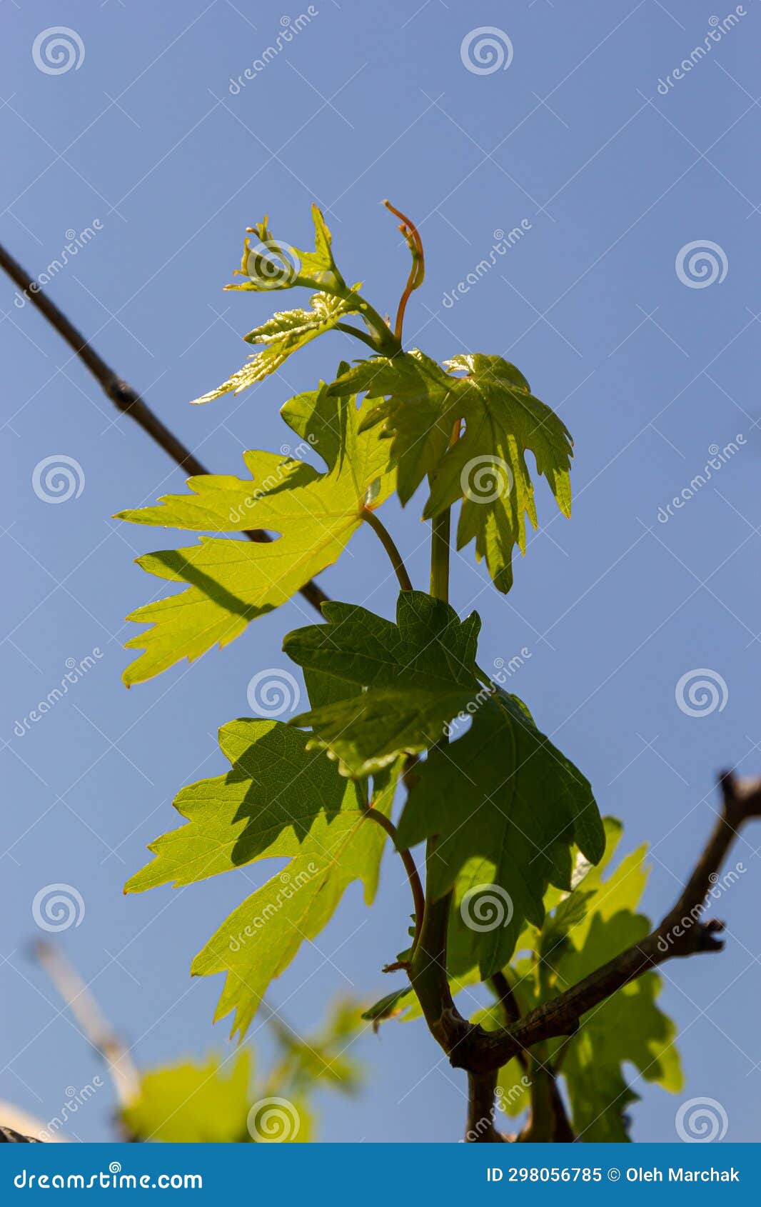 Young Green Tender Leaves of Grapes on a Background of Blue Sky in ...