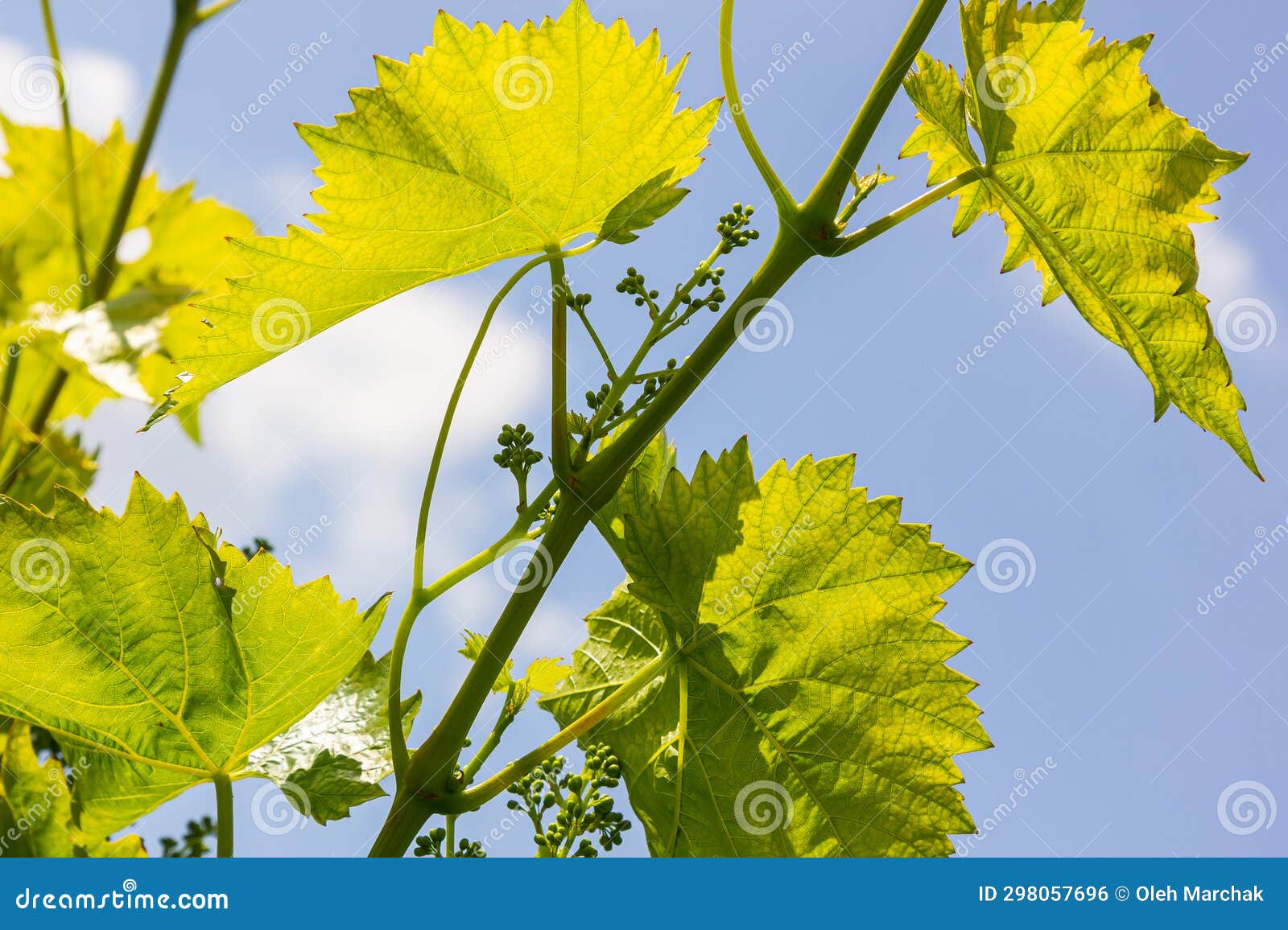Young Green Tender Leaves of Grapes on a Background of Blue Sky in ...