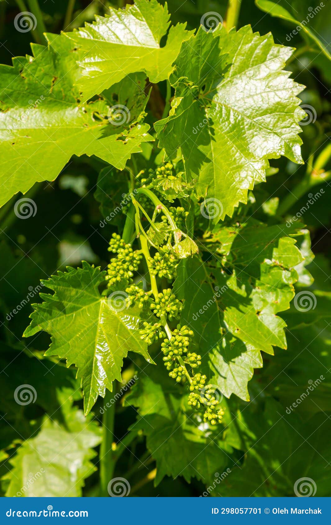 Young Green Tender Leaves of Grapes on a Background of Blue Sky in ...