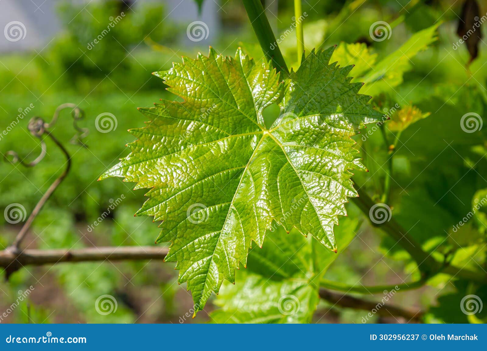 Young Green Tender Leaves of Grapes on a Background of Blue Sky in ...