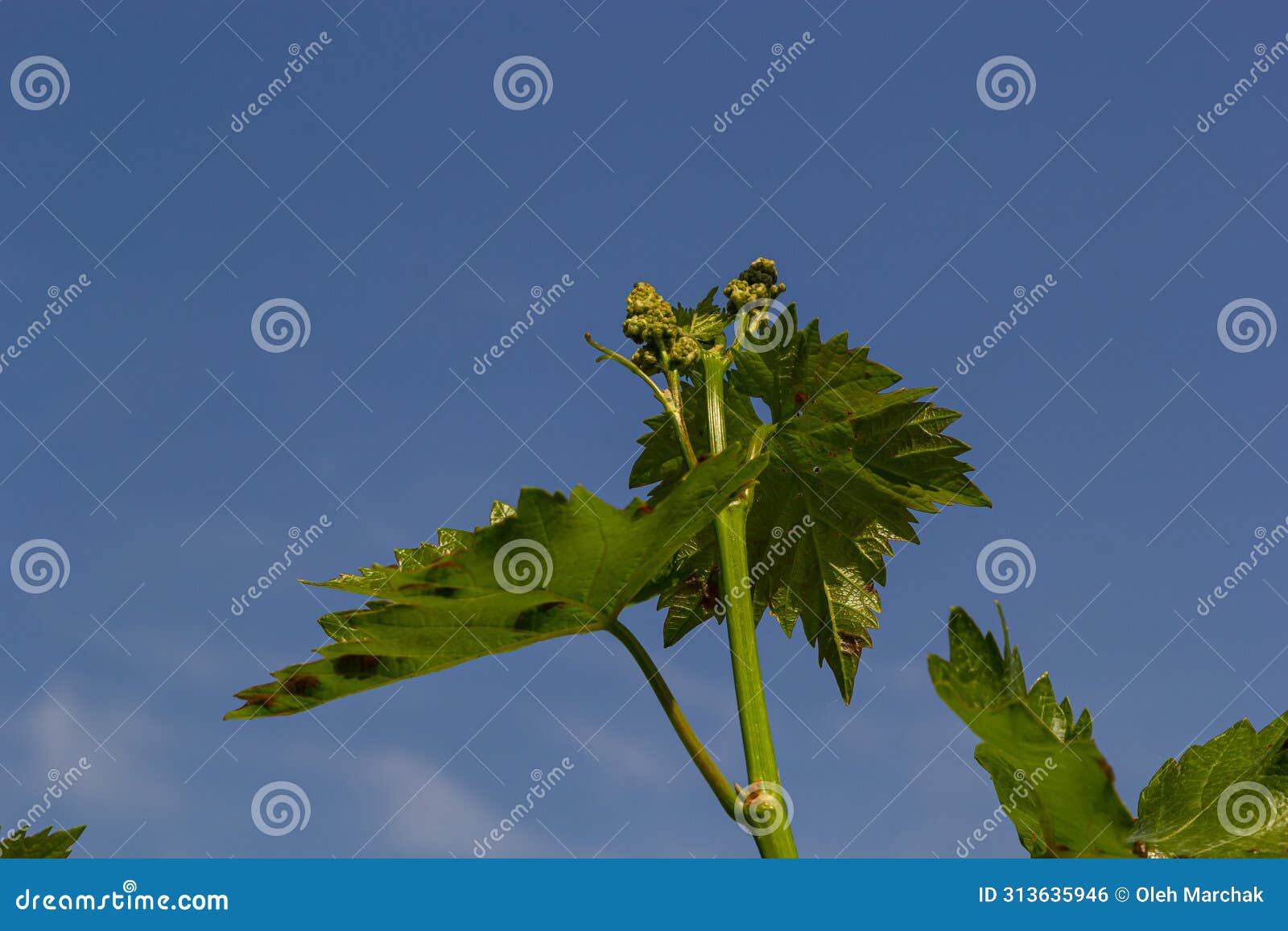 Young Green Tender Leaves of Grapes on a Background of Blue Sky in ...