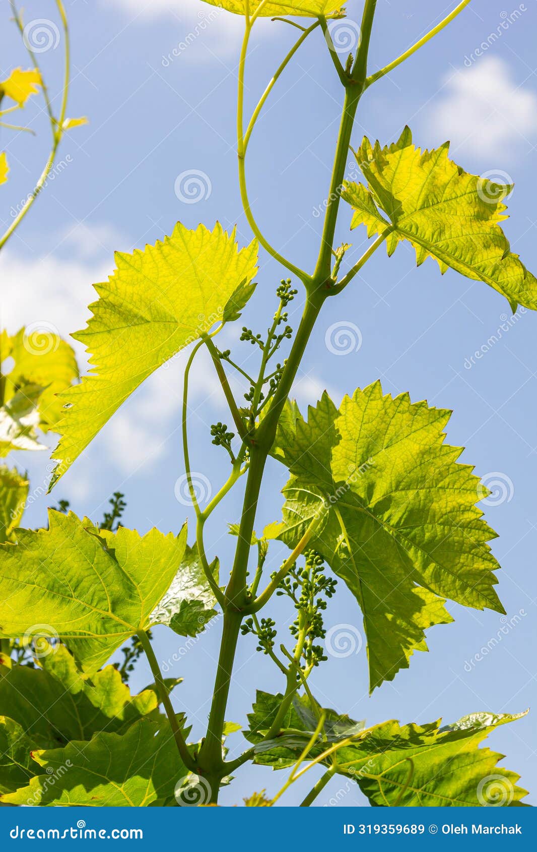 Young Green Tender Leaves of Grapes on a Background of Blue Sky in ...