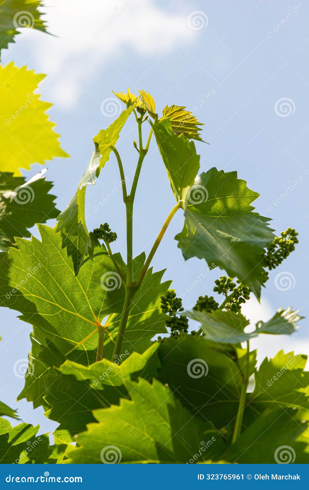 Young Green Tender Leaves of Grapes on a Background of Blue Sky in ...