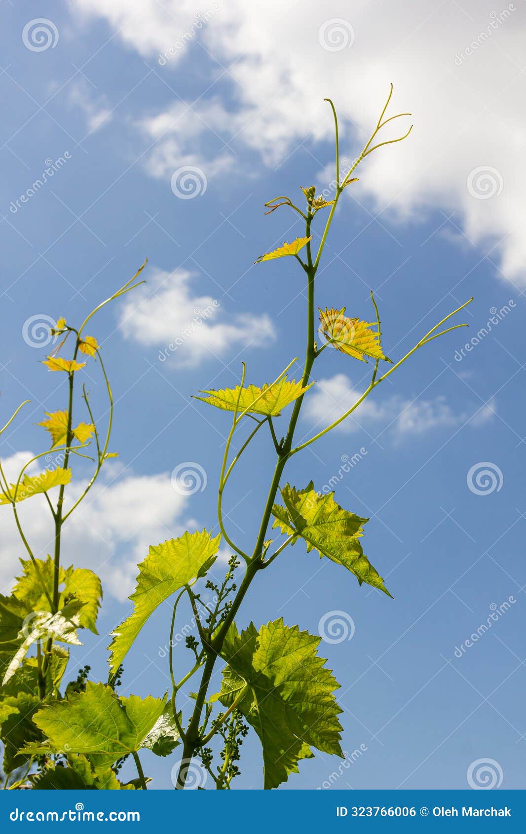 Young Green Tender Leaves of Grapes on a Background of Blue Sky in ...