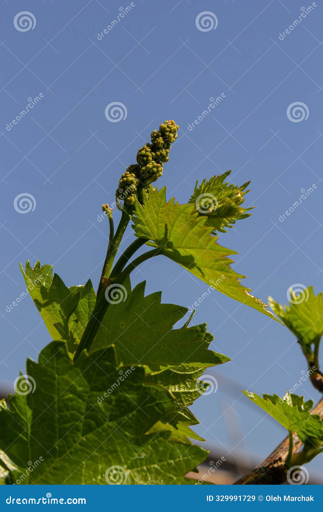Young Green Tender Leaves of Grapes on a Background of Blue Sky in ...