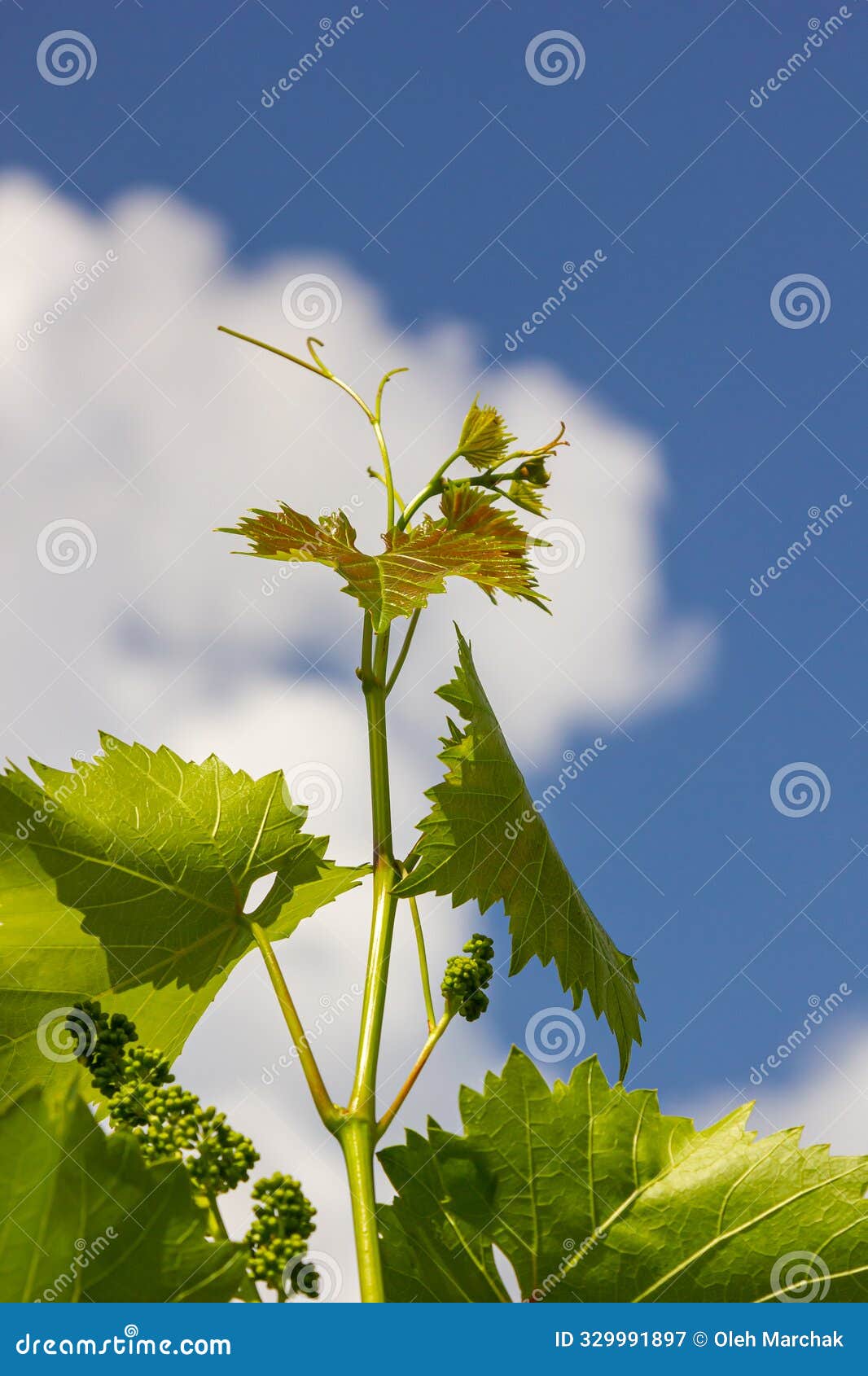 Young Green Tender Leaves of Grapes on a Background of Blue Sky in ...
