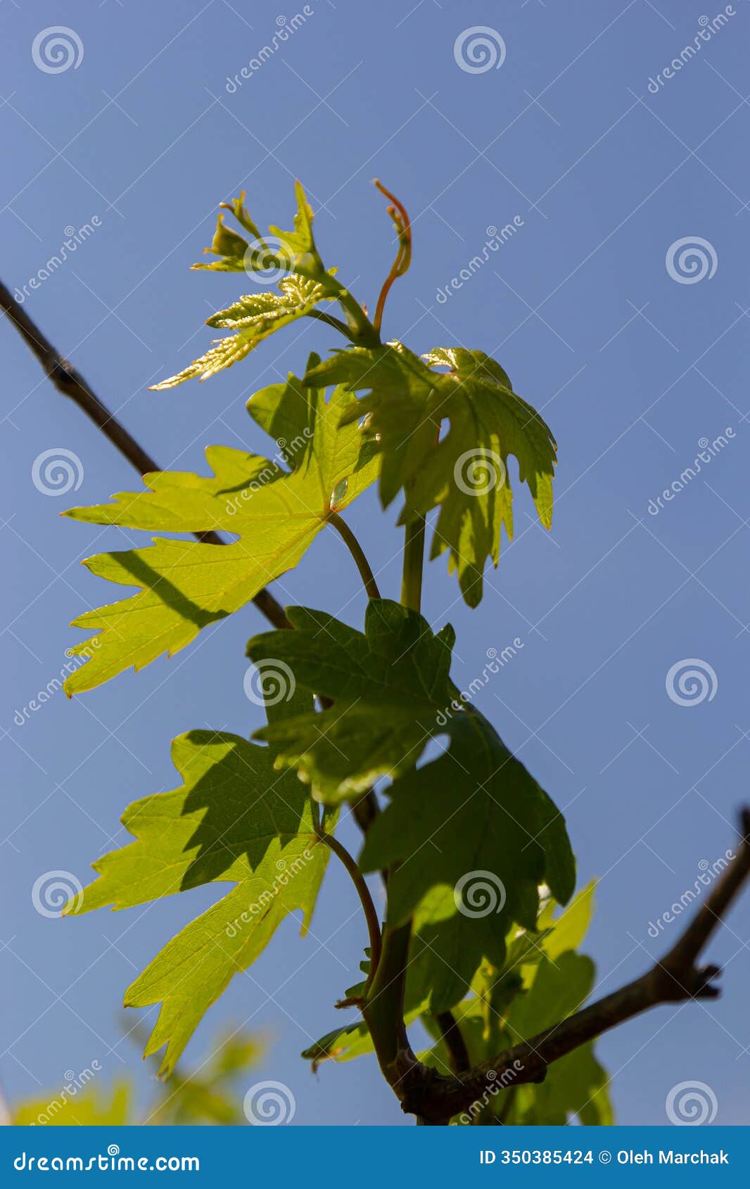 Young Green Tender Leaves of Grapes on a Background of Blue Sky in ...