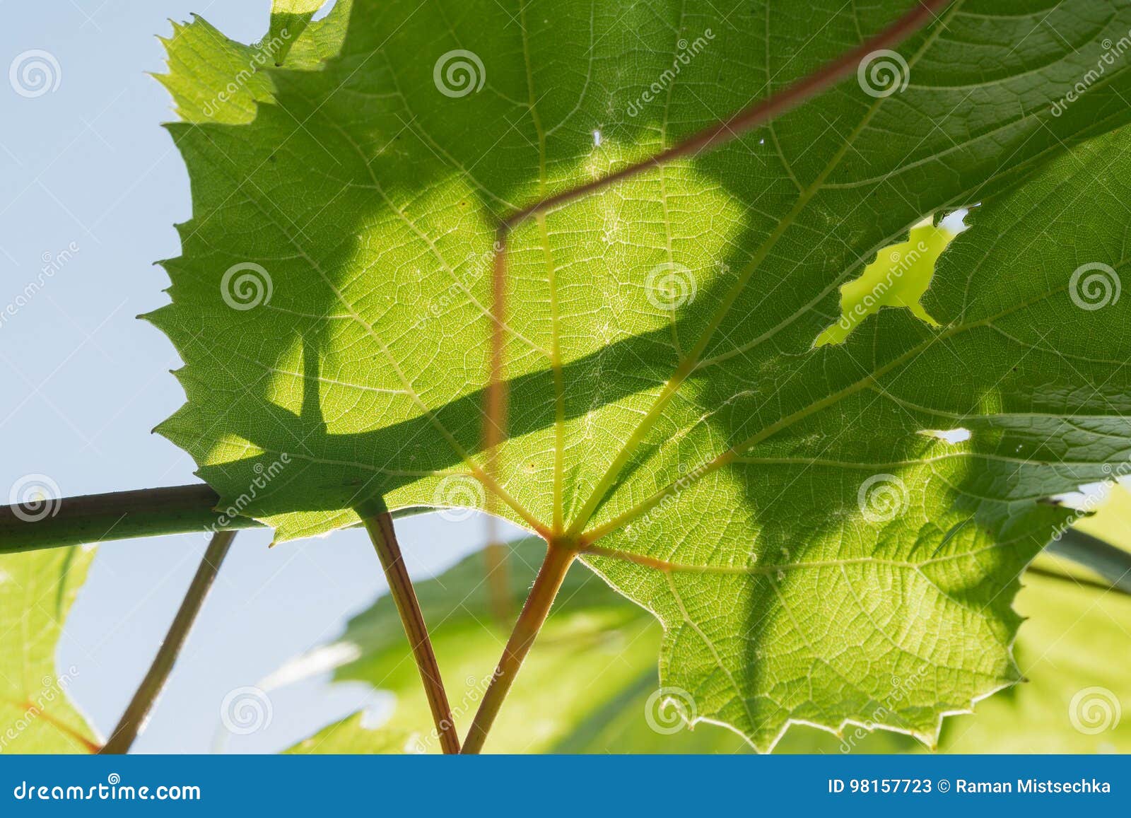 Young Green Tender Leaves of Grapes on a Background of Blue Sky in ...