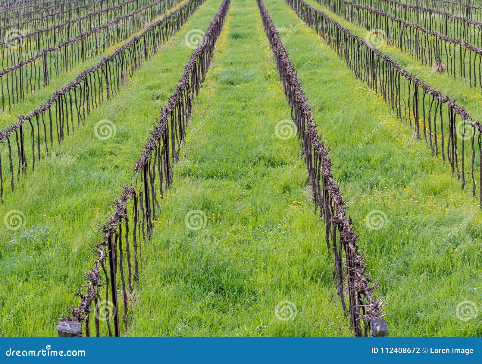 Young Green Tender Leaves of Grapes on a Background of Blue Sky in ...