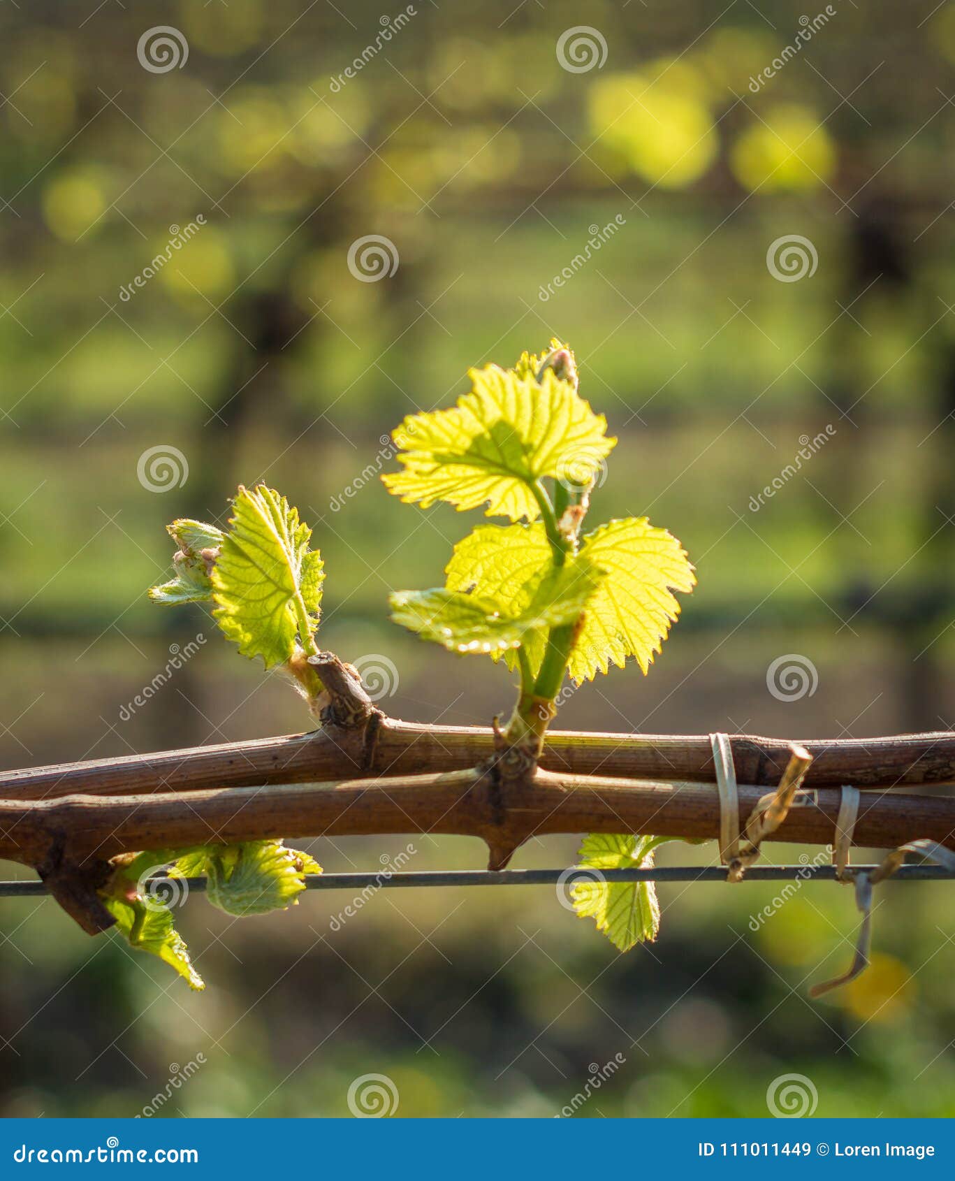 Young Green Tender Leaves of Grapes in Spring. Selective Focus Stock ...