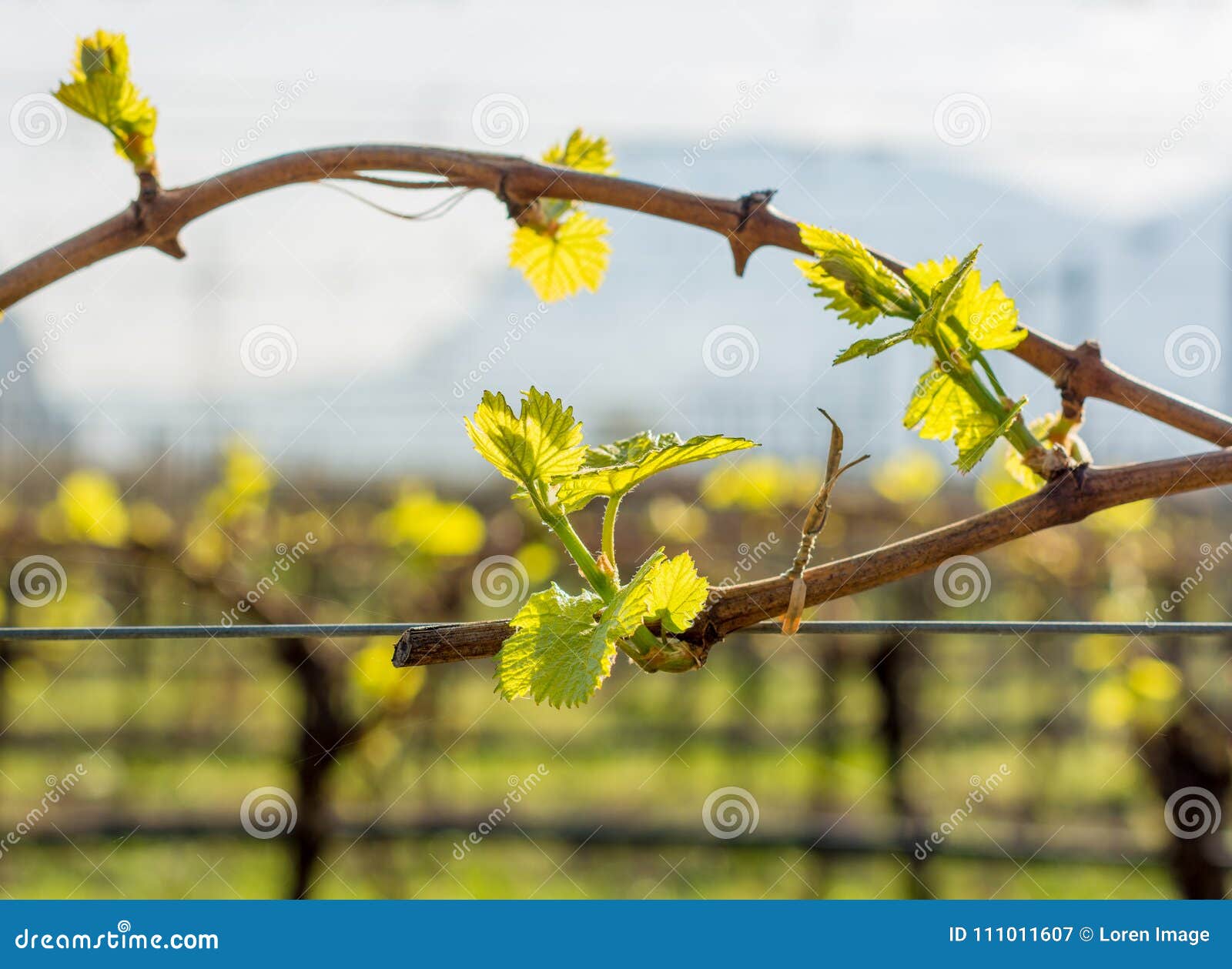 Young Green Tender Leaves of Grapes in Spring. Selective Focus Stock ...