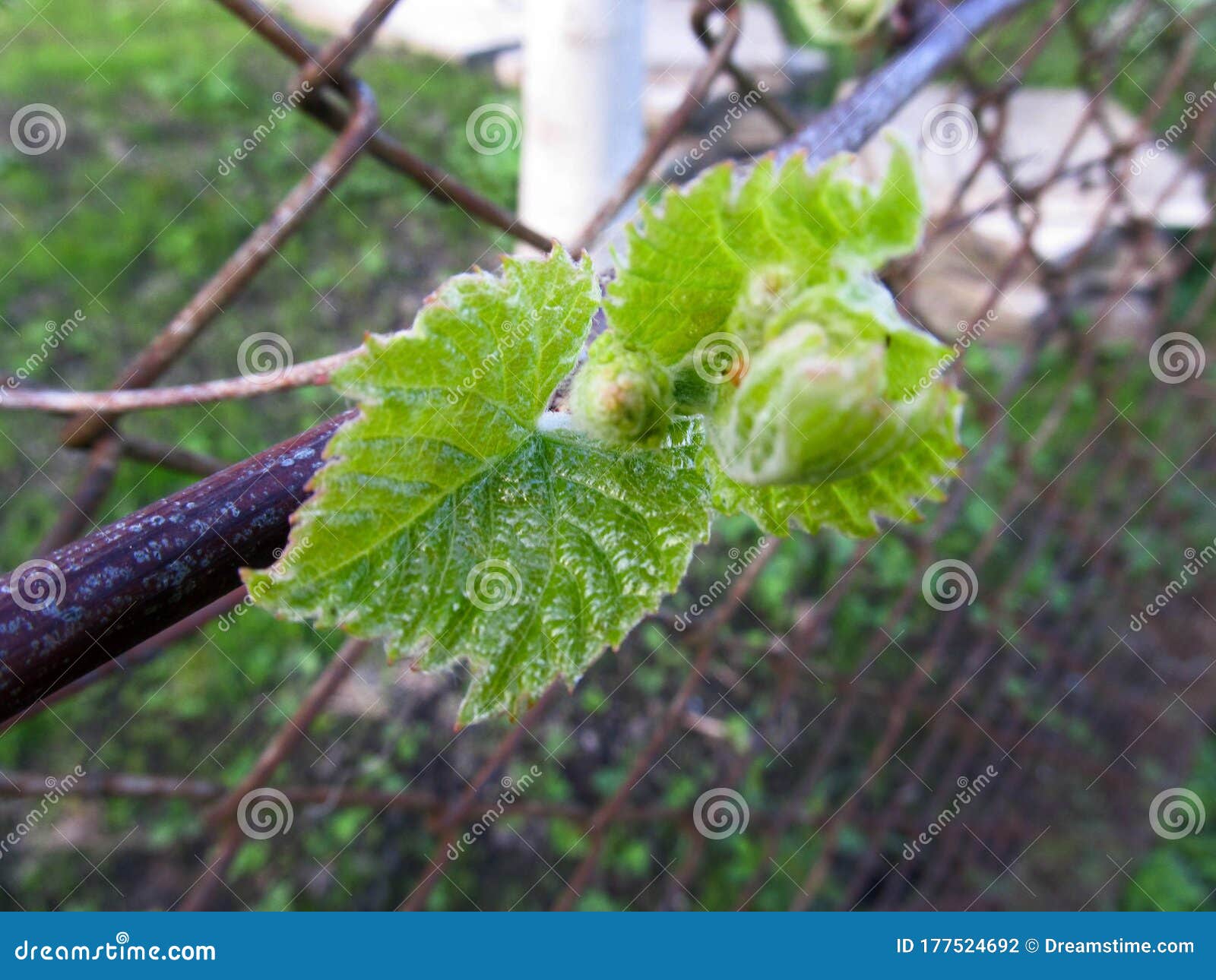 Young Green Tender Shoots and Leaves of Grapes on the Vine in the ...