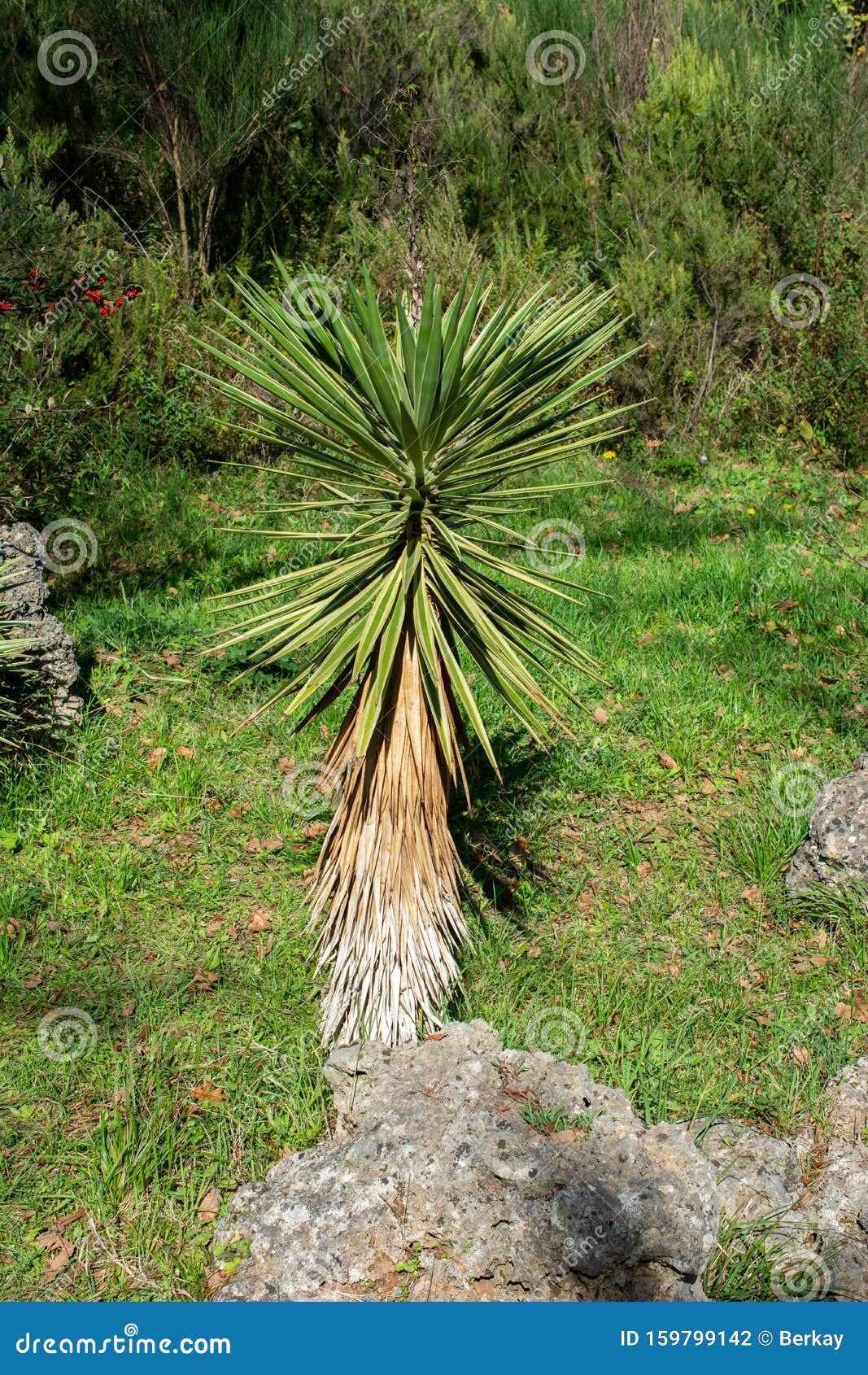 Young Green Tree Grows in Nature Stock Photo - Image of flora, sapling ...