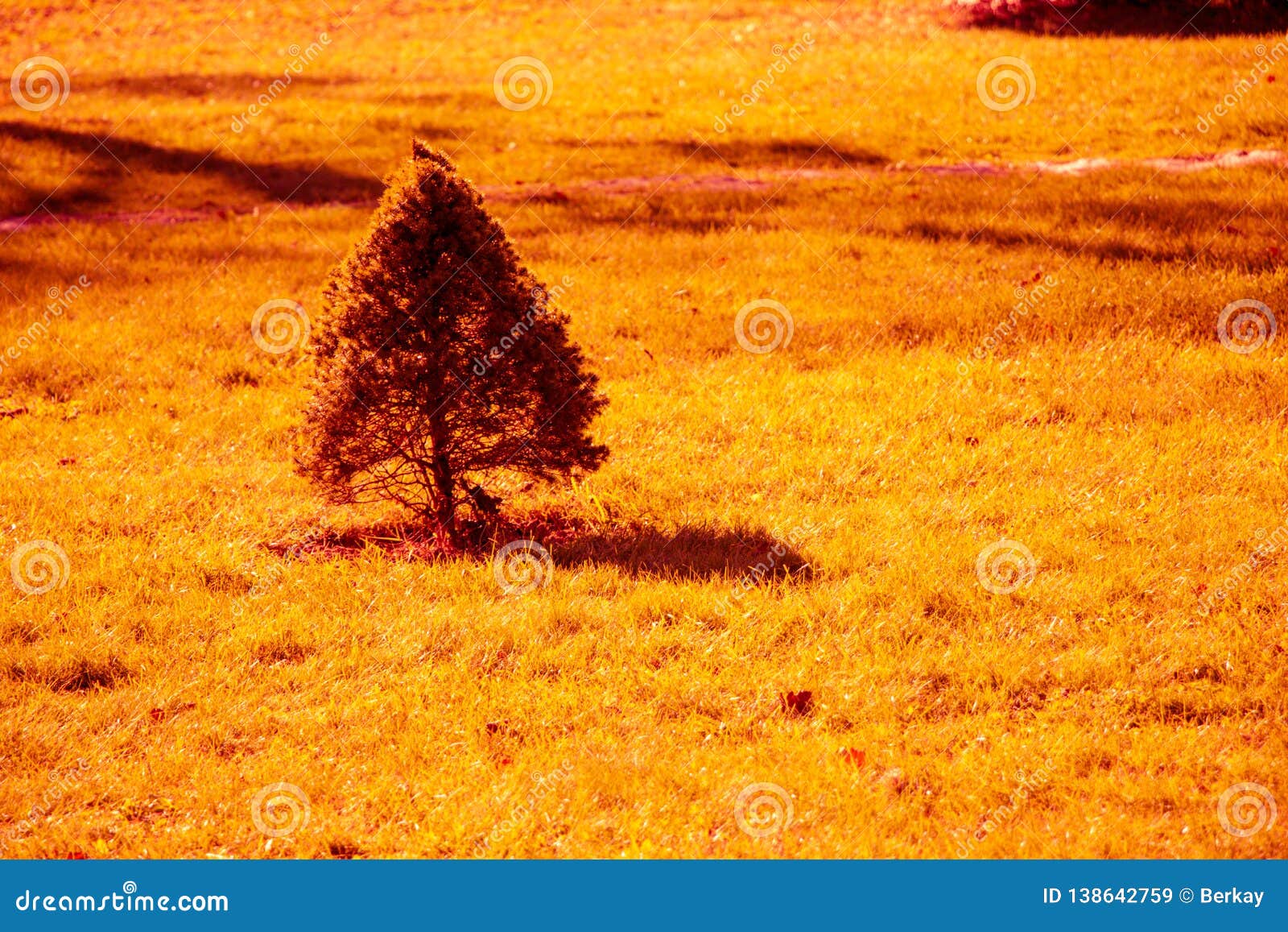 Young Green Tree Grows in Nature Stock Image - Image of wood, soil ...
