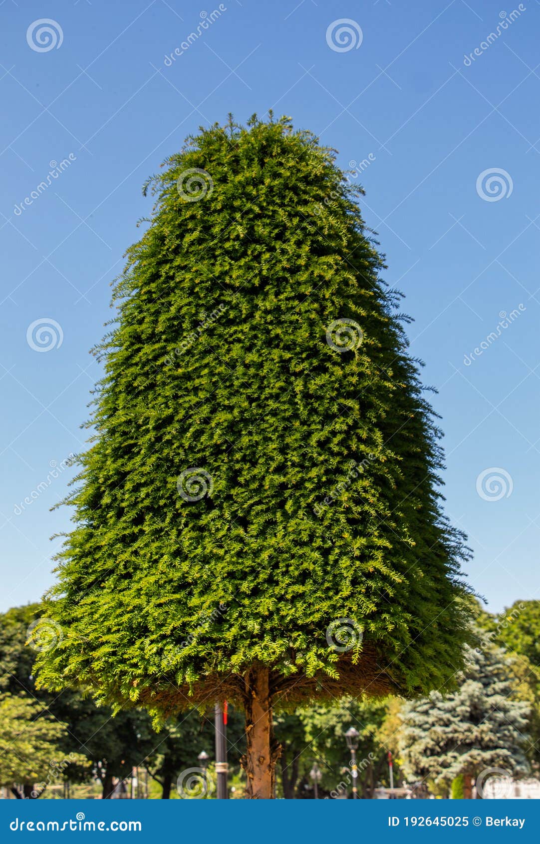 Young Green Tree Grows in Urban Stock Image - Image of branch, flora ...