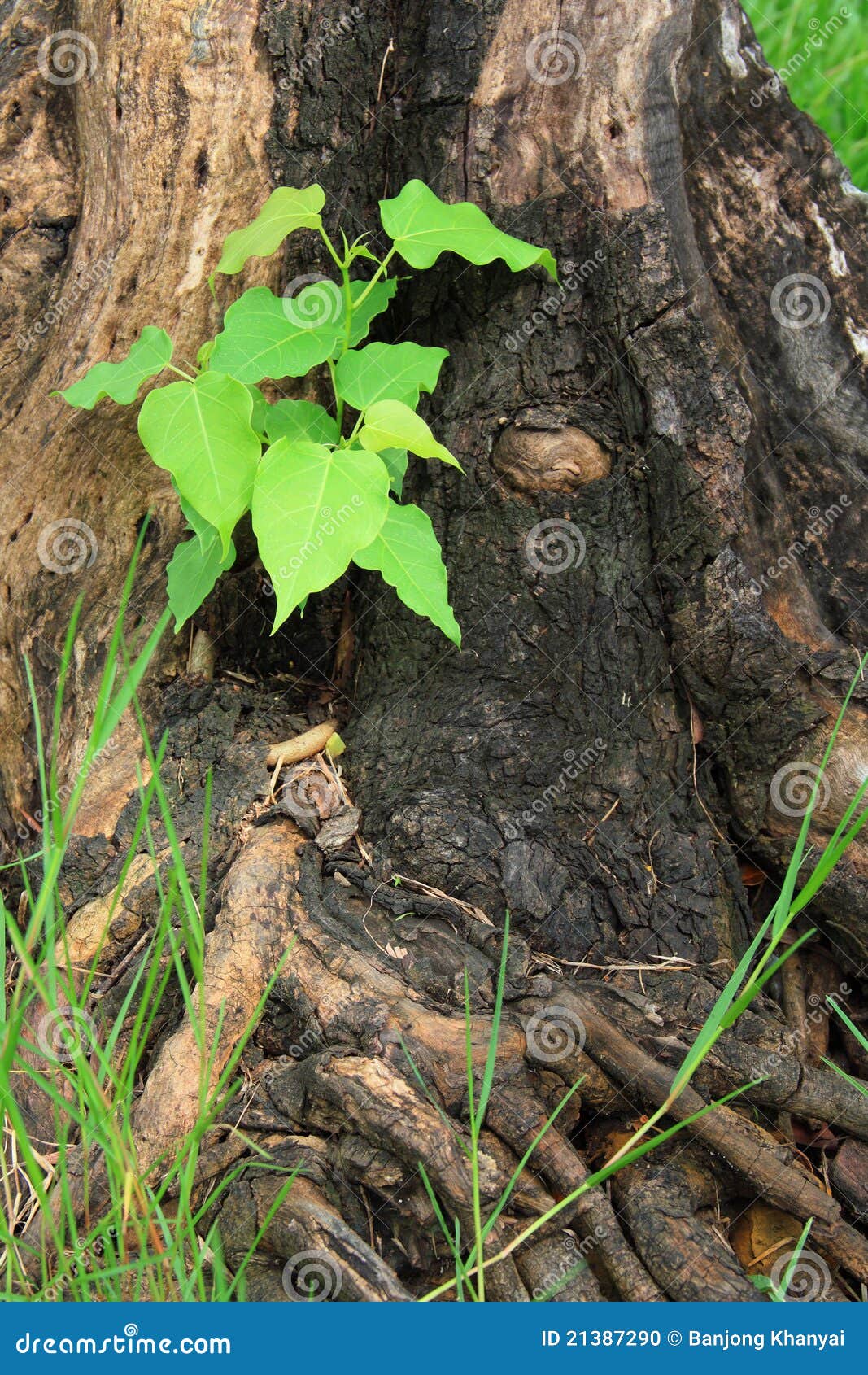 Young Green Tree on the Old Stump Stock Photo - Image of rehabilitation ...