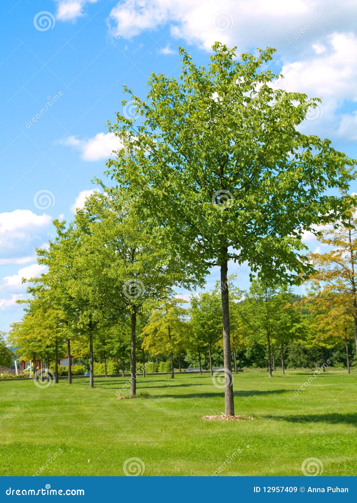 Young green trees stock image. Image of green, growth - 12957409