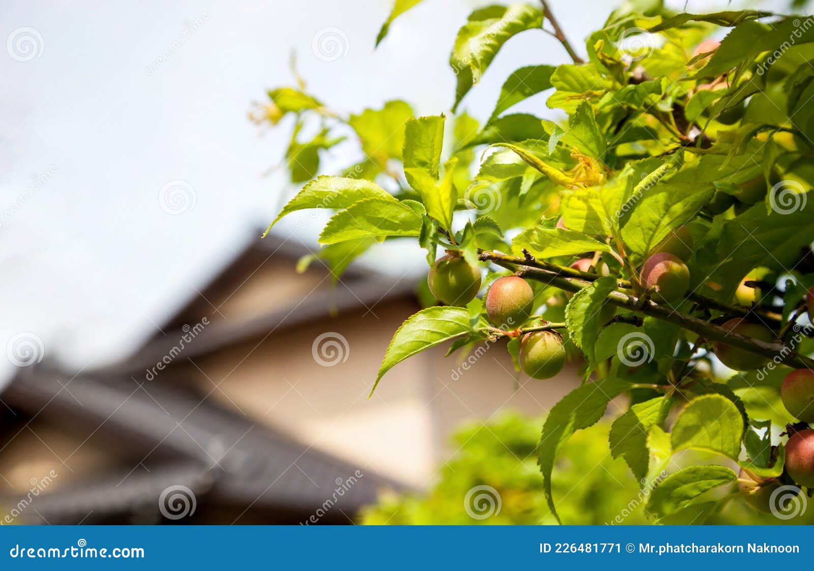 Young Green Ume Plum Fruit on a Tree., Japan Plum Stock Image - Image ...